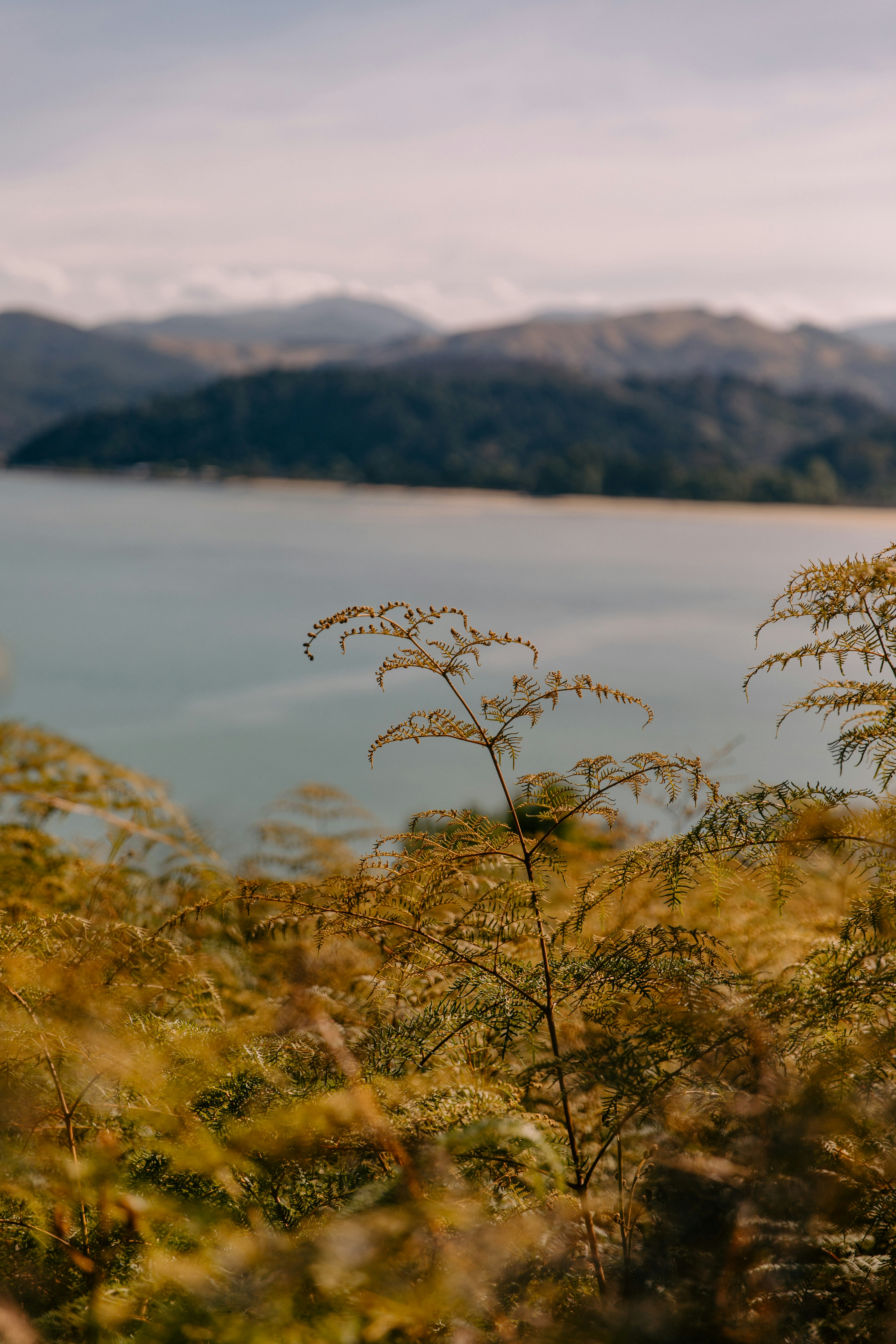 Golden Ferns by the Quiet Lake