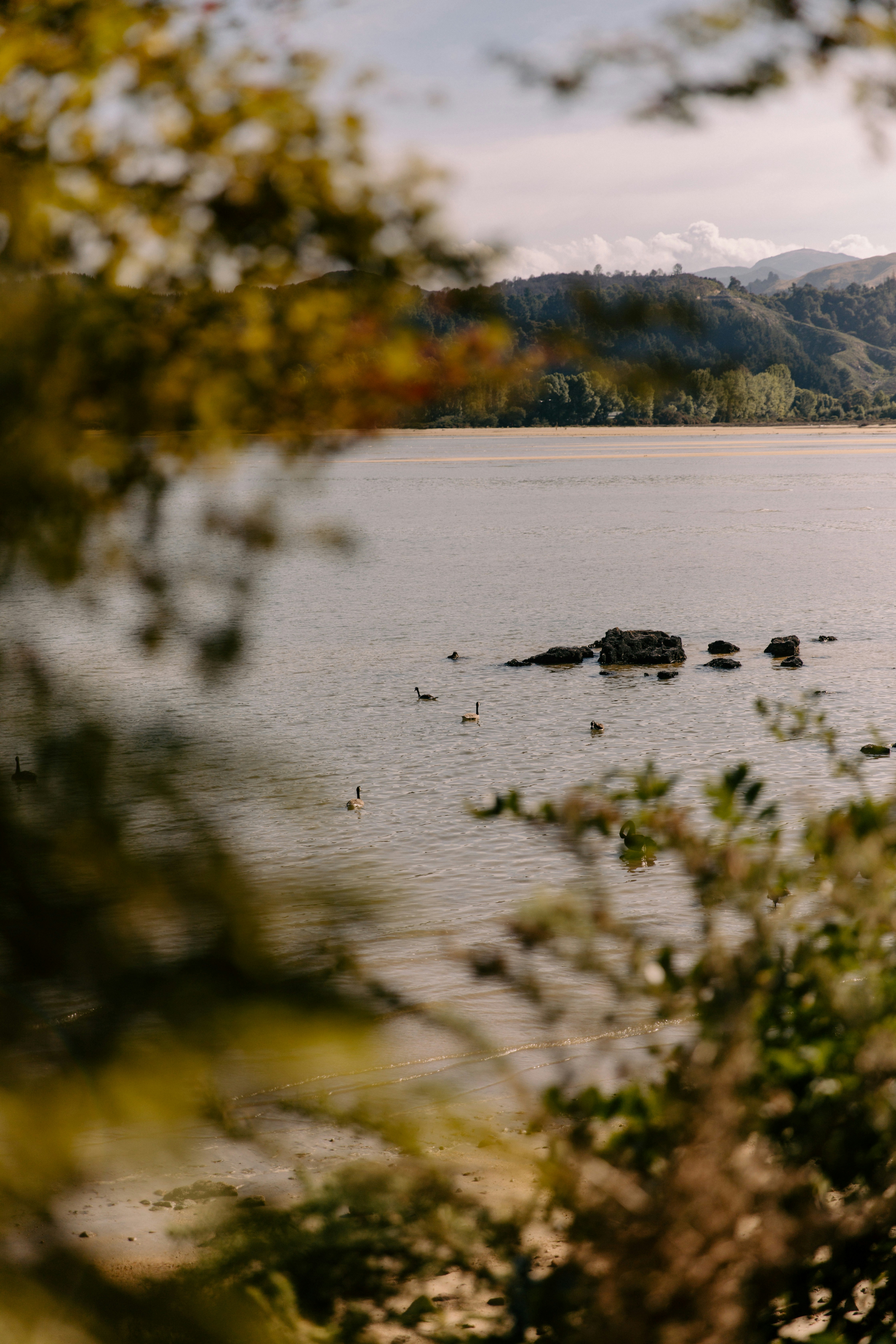 Framed by Foliage: a tranquil lakeside scene with distant hills