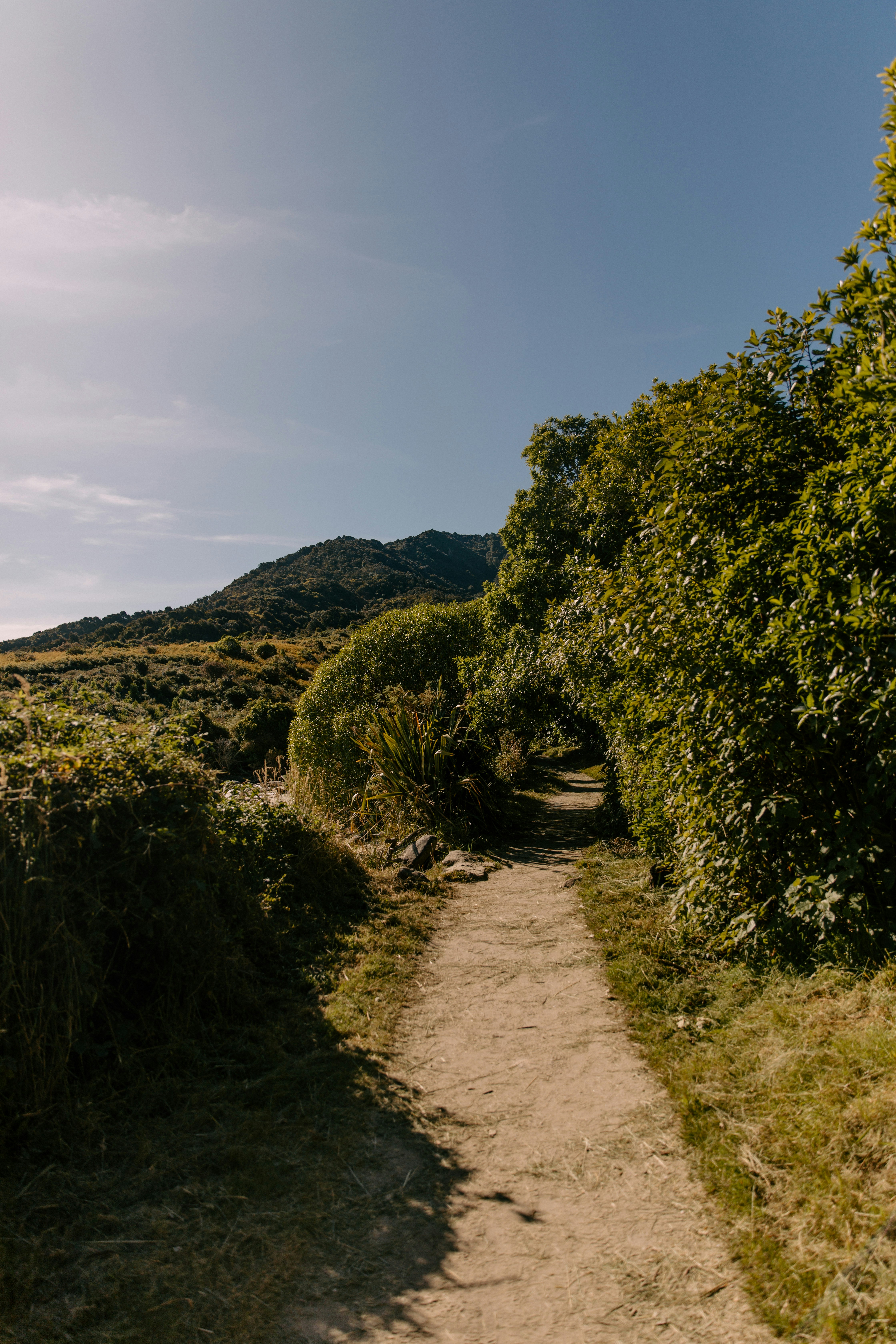 Sunlit Trail Through a Mediterranean Hedge Corridor