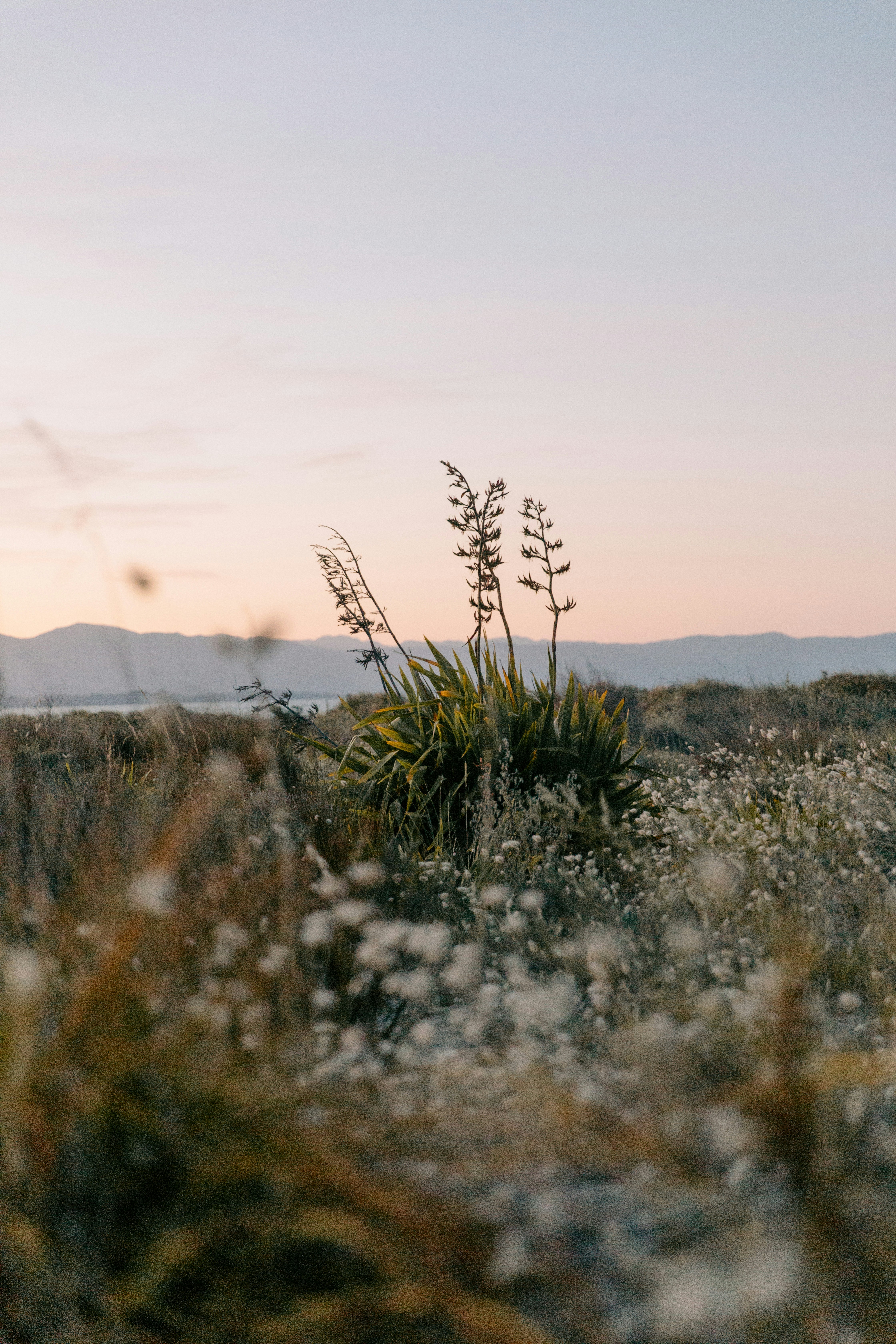 Desert-flower silhouette at golden hour