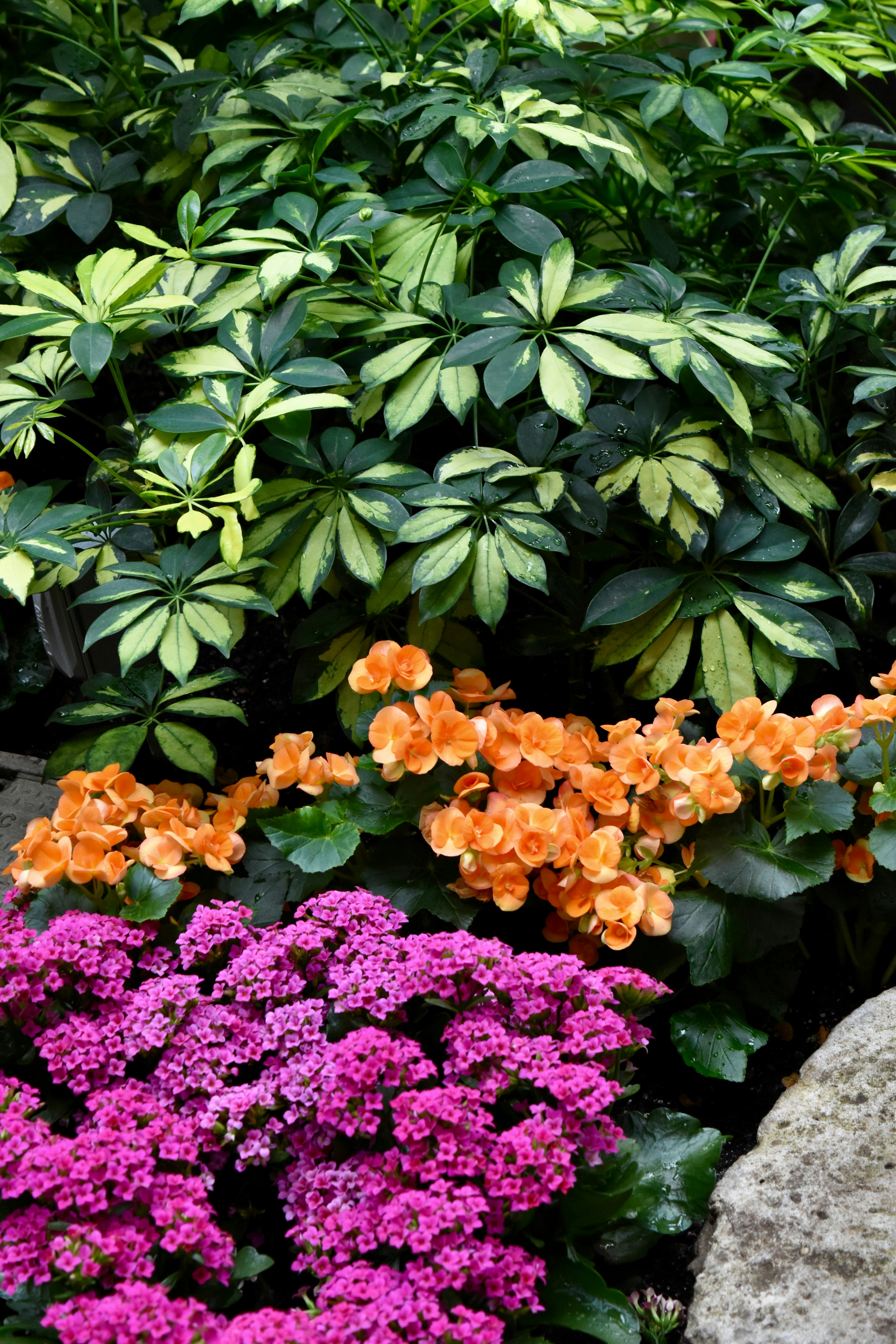 Vivid Terrace of Orange and Magenta Blooms Framed by Variegated Foliage