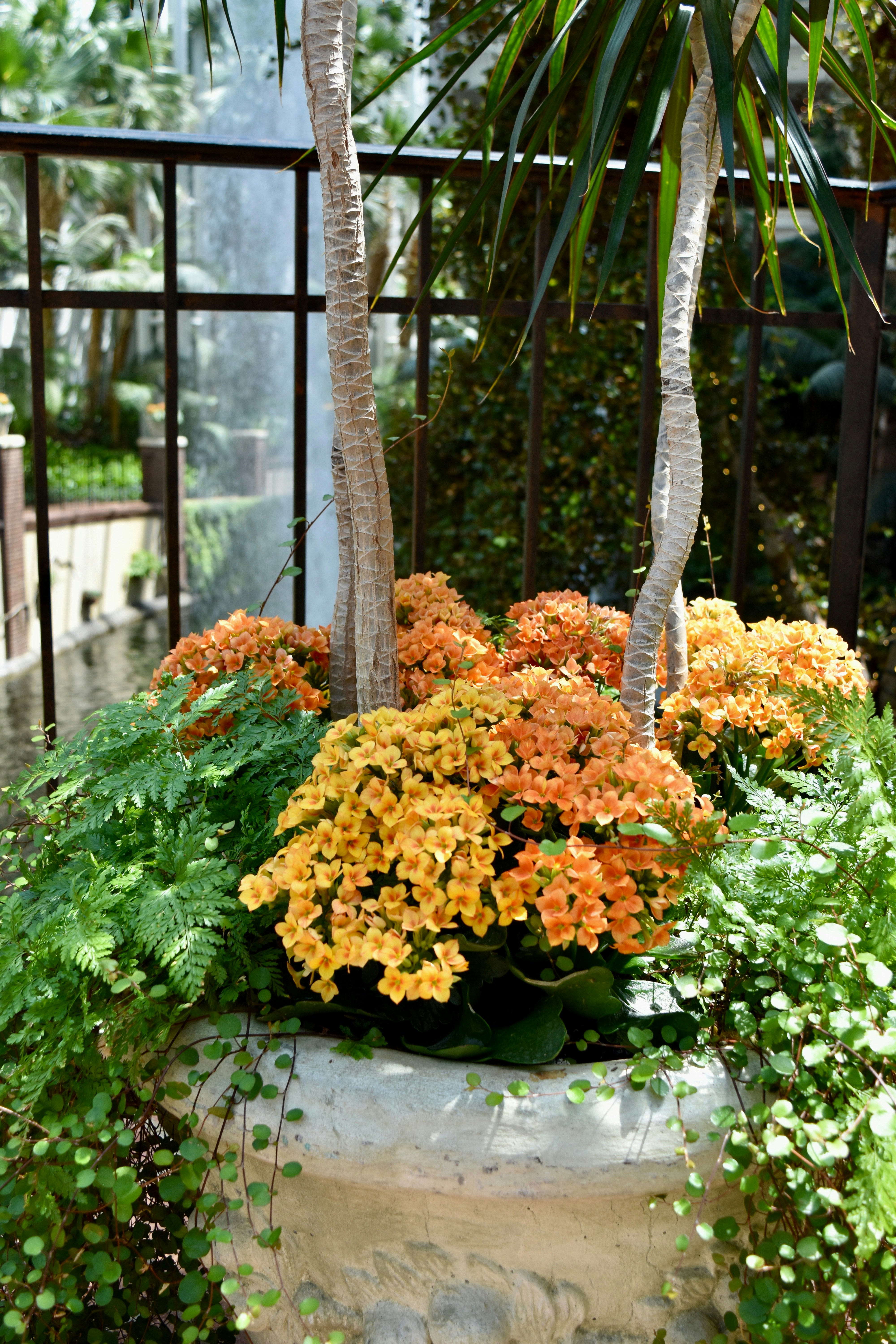 Terracotta Hydrangea Terrace: Colorful Pots Framed by Tall Palms