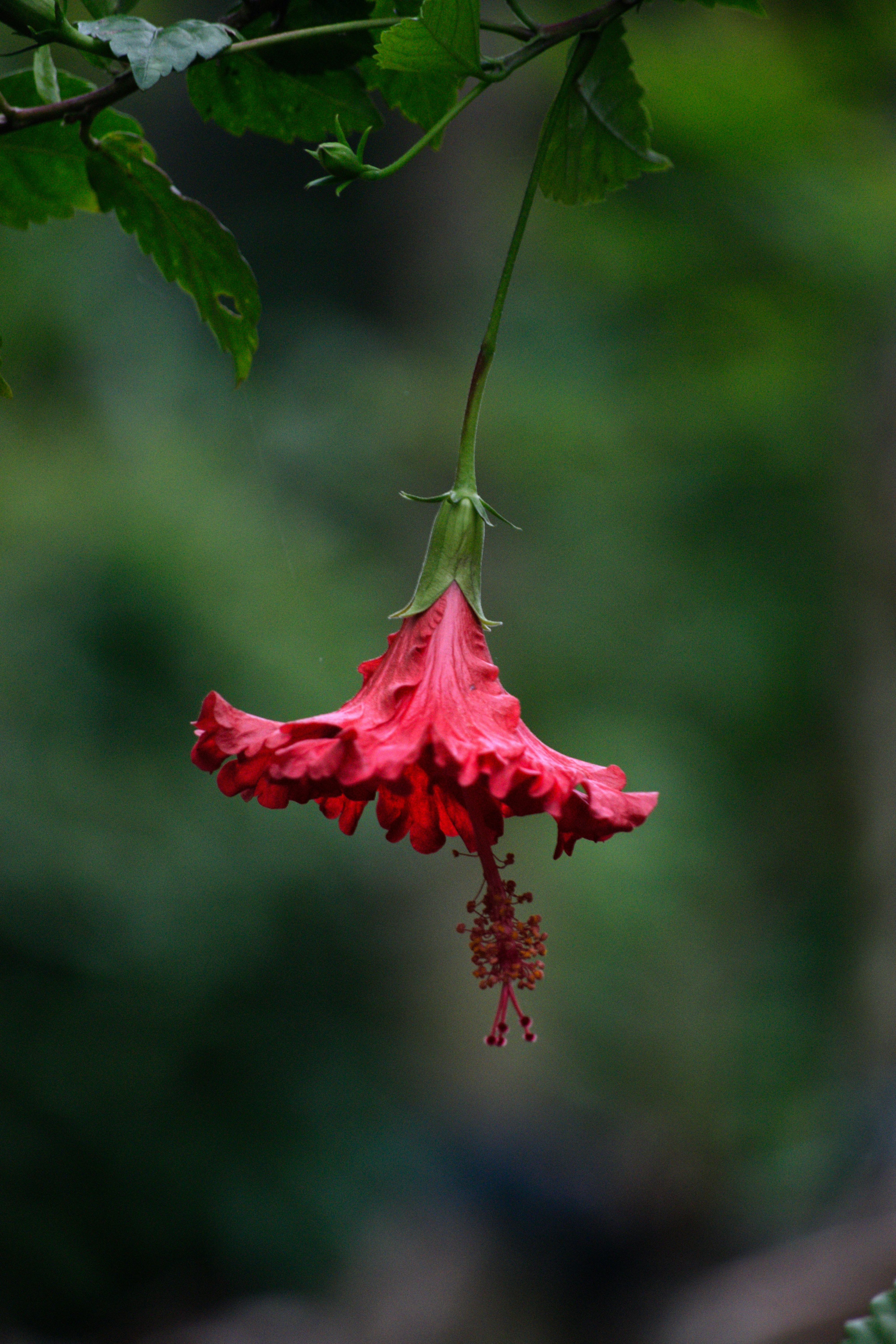 Hanging Hibiscus: A Crimson Bloom in Soft Focus