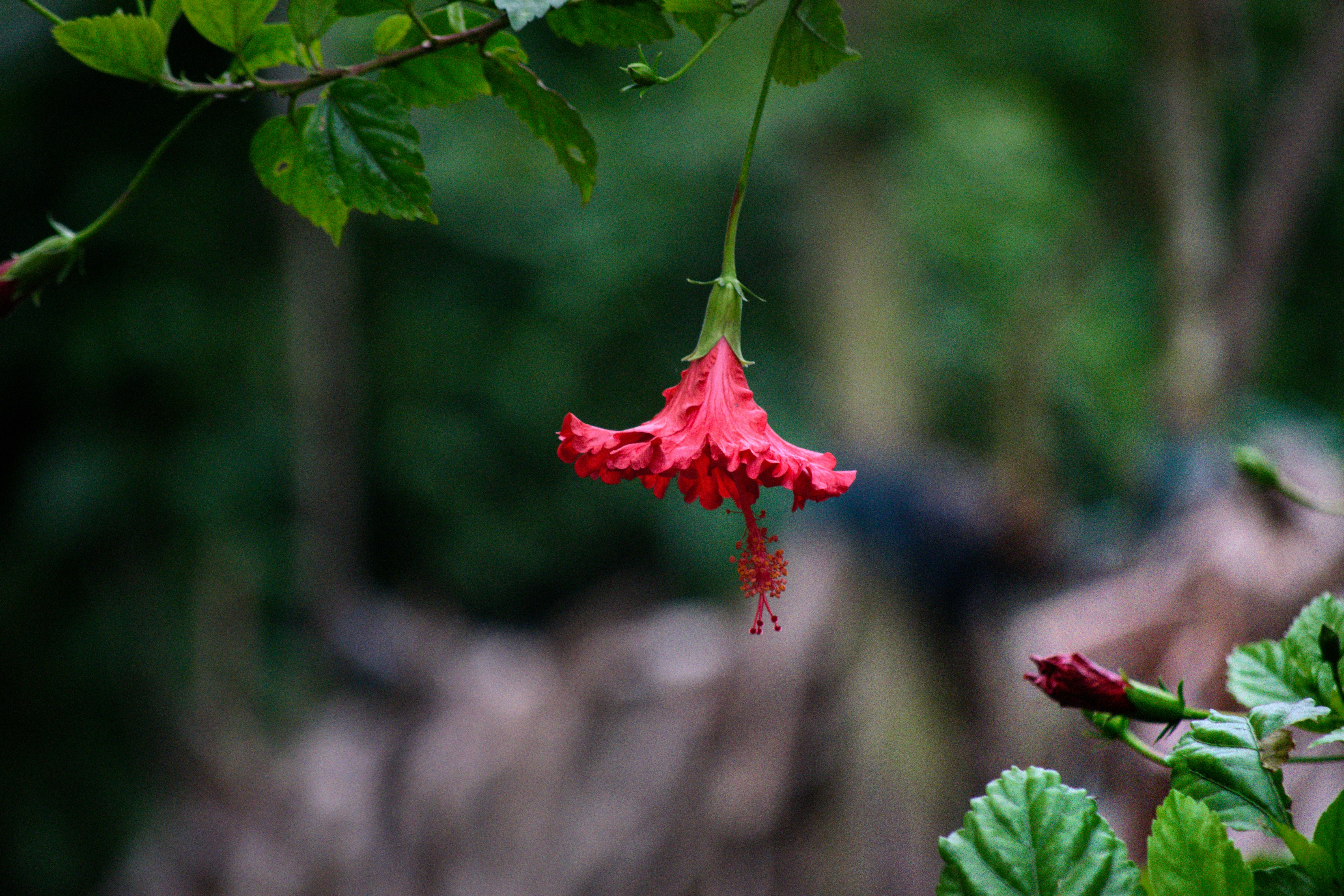 Red Hibiscus Pendant in a Quiet Garden