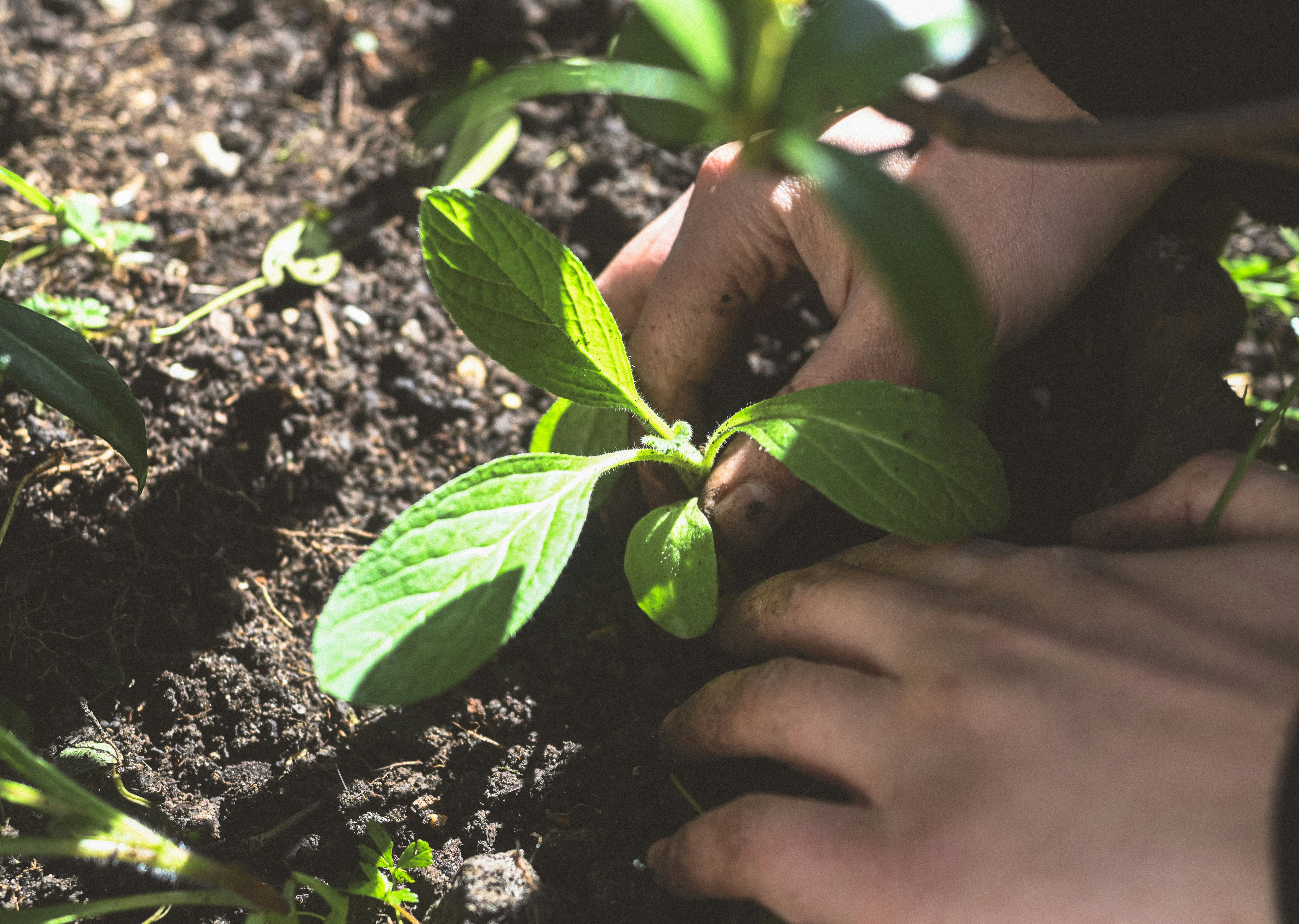 New Growth in Quiet Dirt: Hands Nurture a Seedling