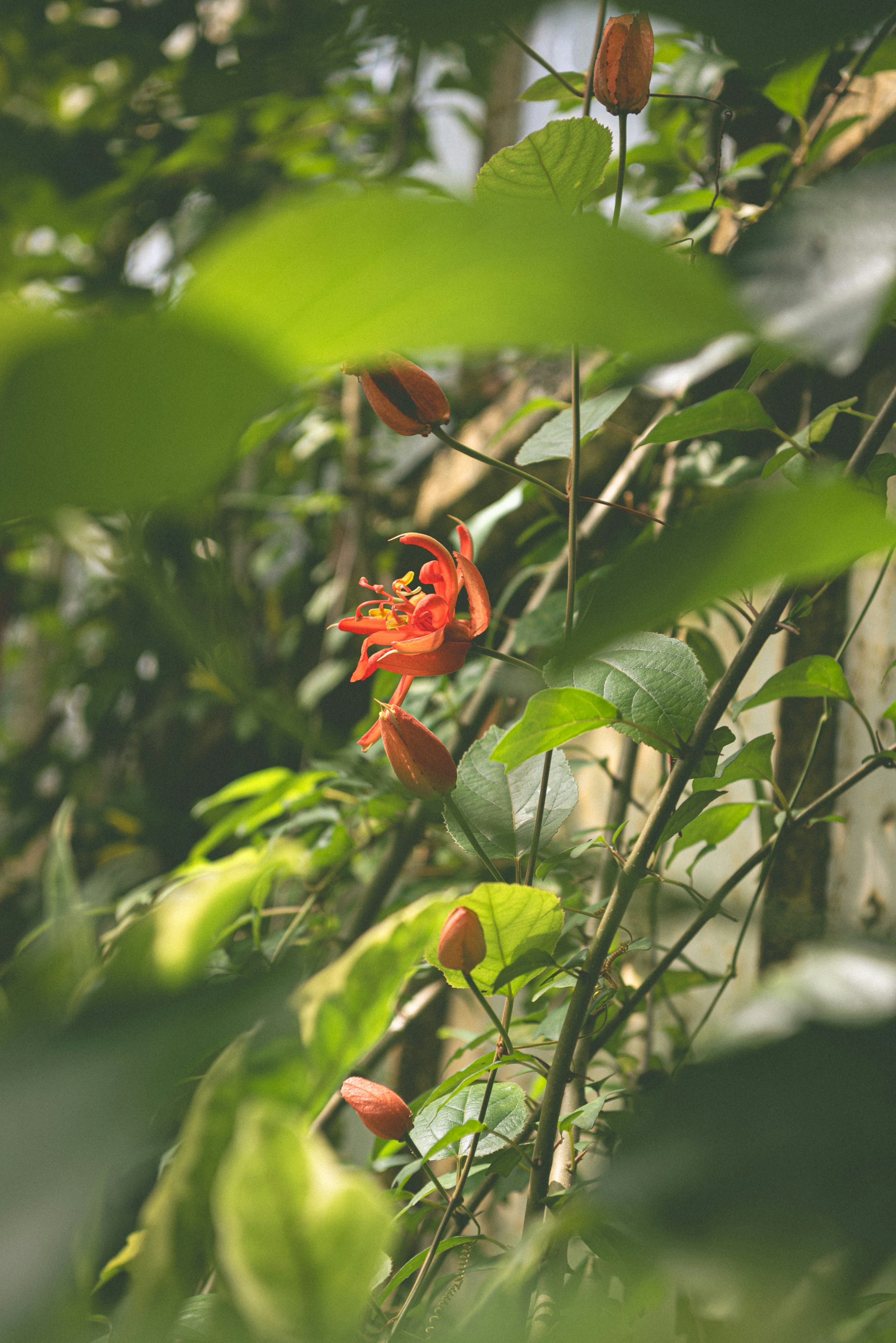 Red-orange blossom peeking through a veil of green