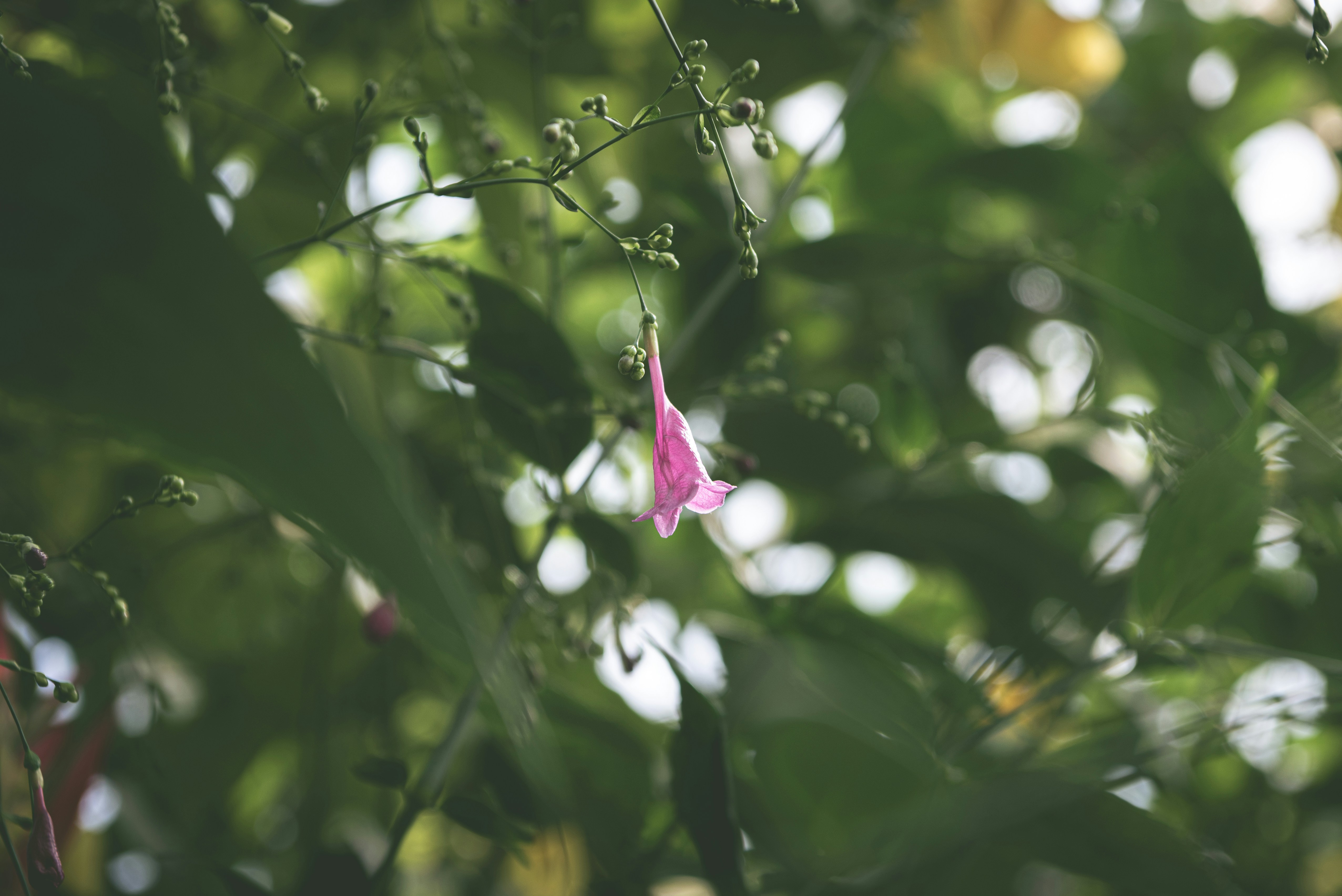 Pink tubular bloom peeking through emerald greens