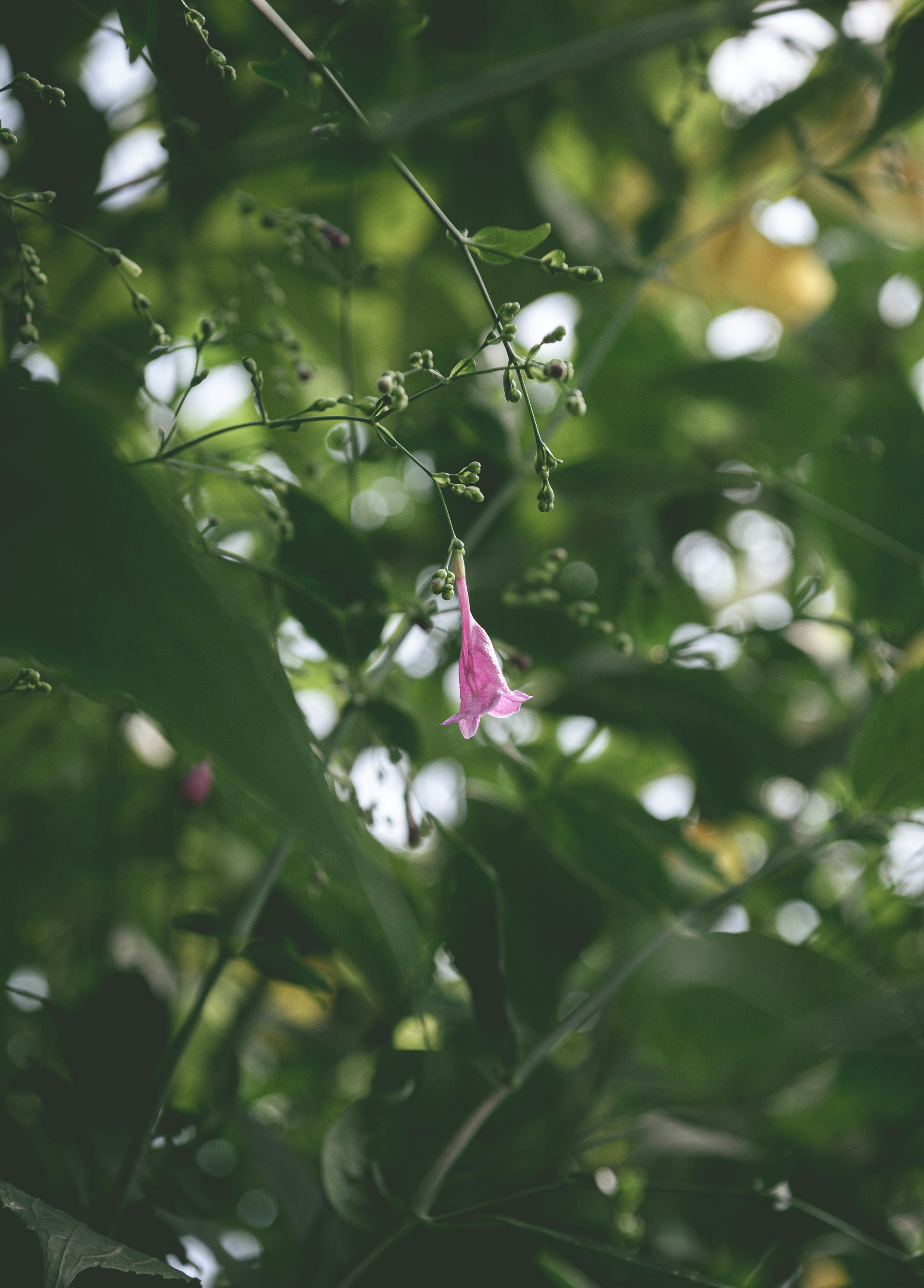 Pink blossom pendant in a sea of green leaves
