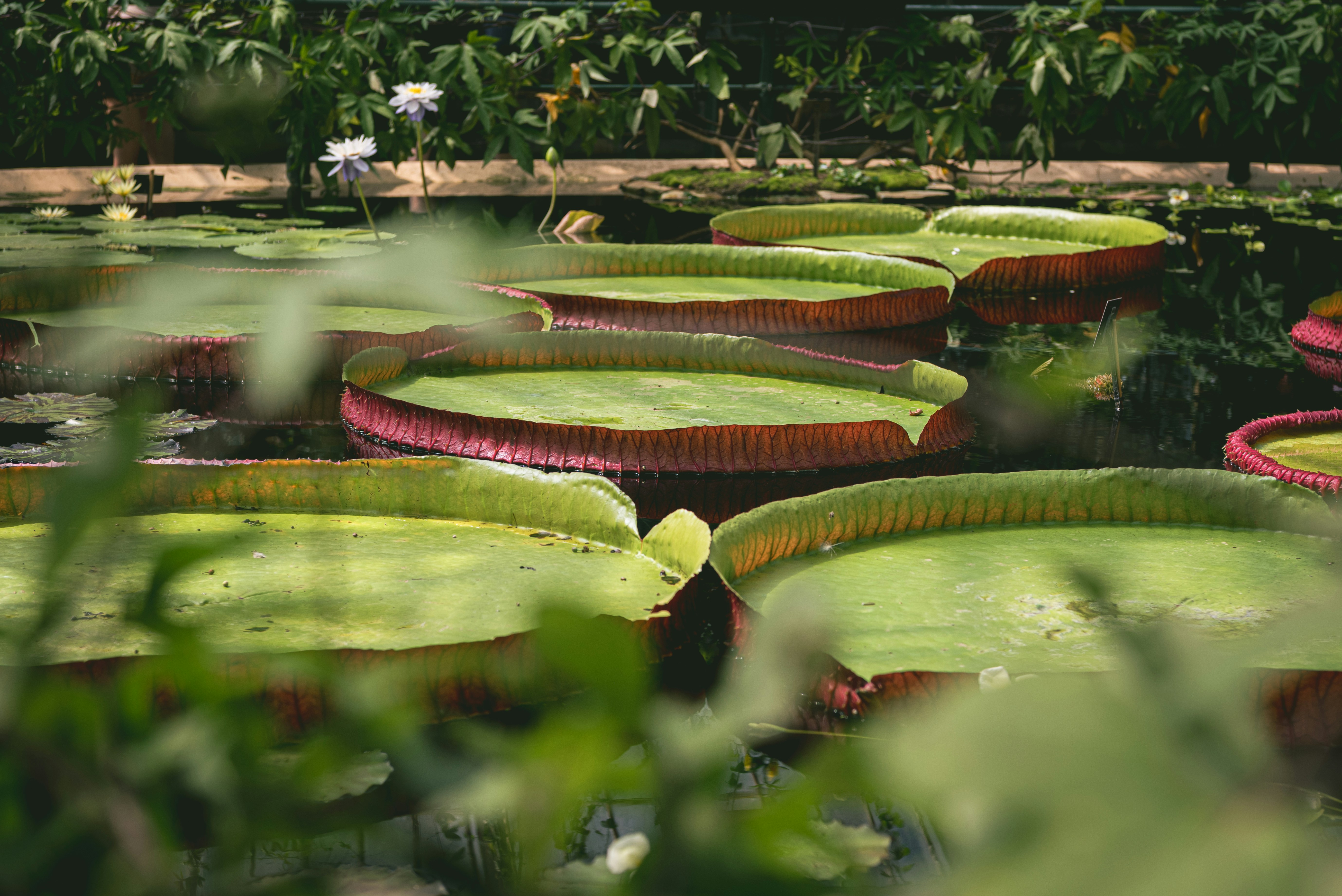 Lively Lily Pads Float in a Quiet Garden Pond