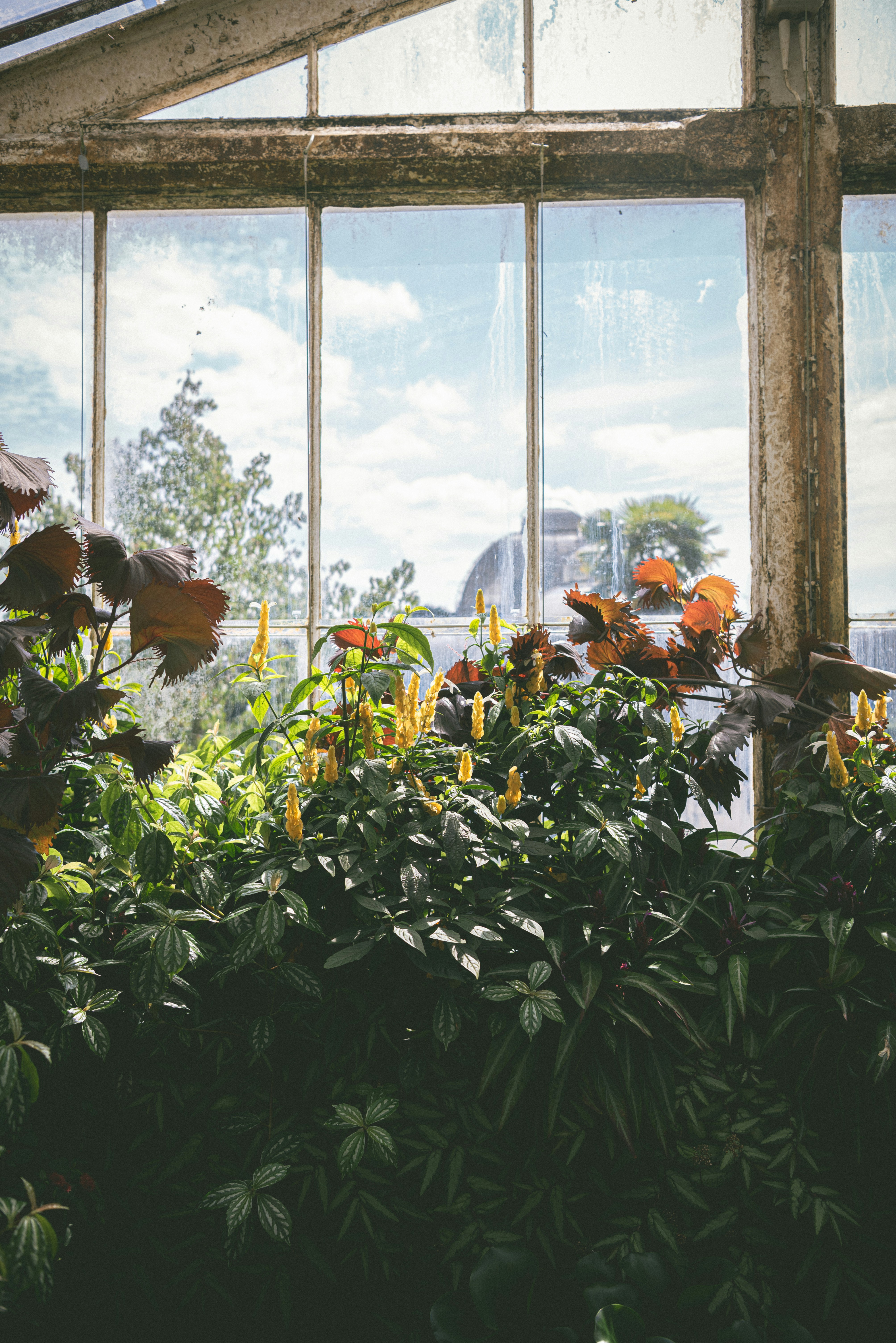 Verdant Ingress: Sunshine through Glass in a Quiet Conservatory