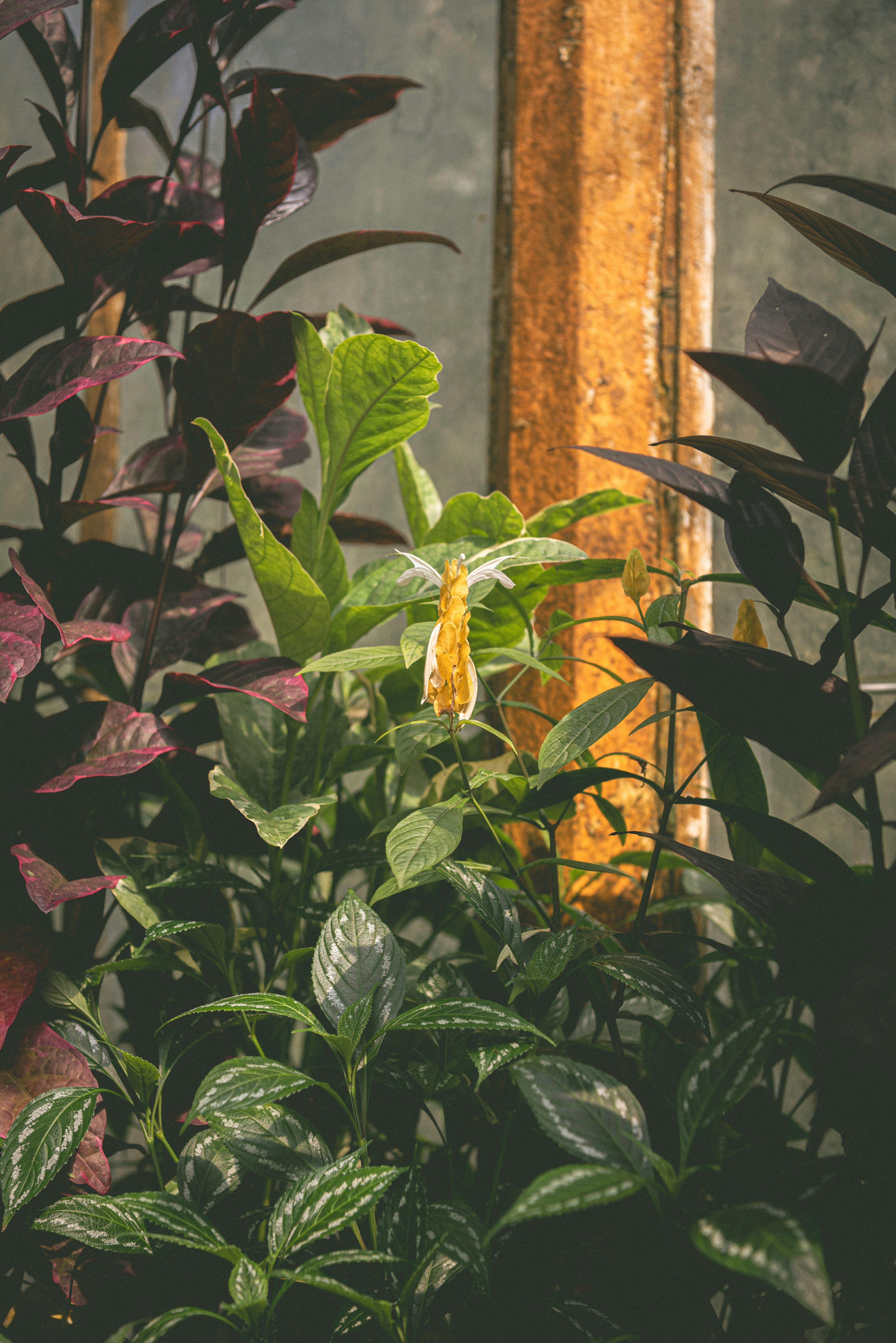 Emerald Ferns and a Golden Bloom Stand Guard by Rusted Columns
