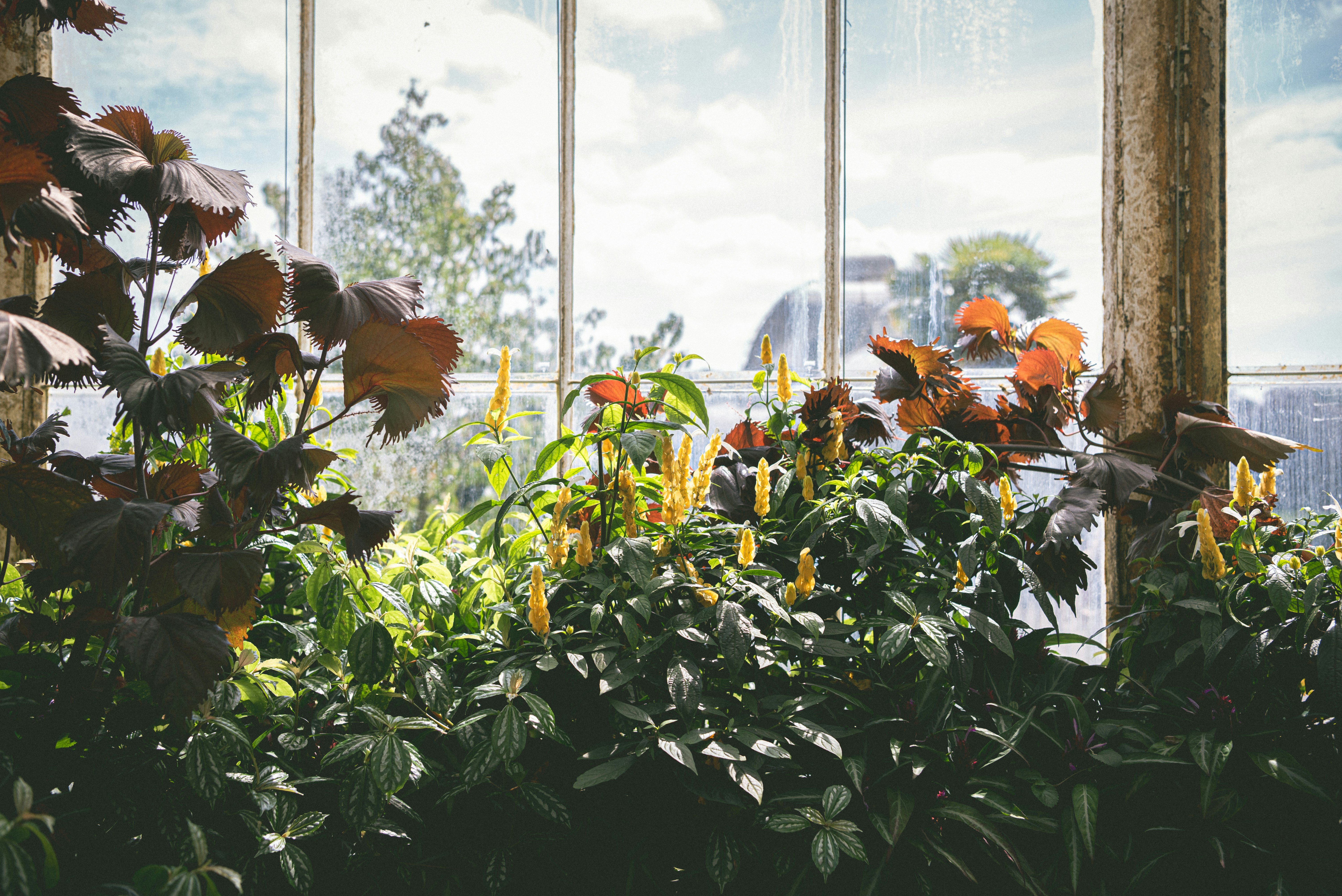 Sunlit Balcony Garden: Yellow Blooms Framing a Quiet City Vista