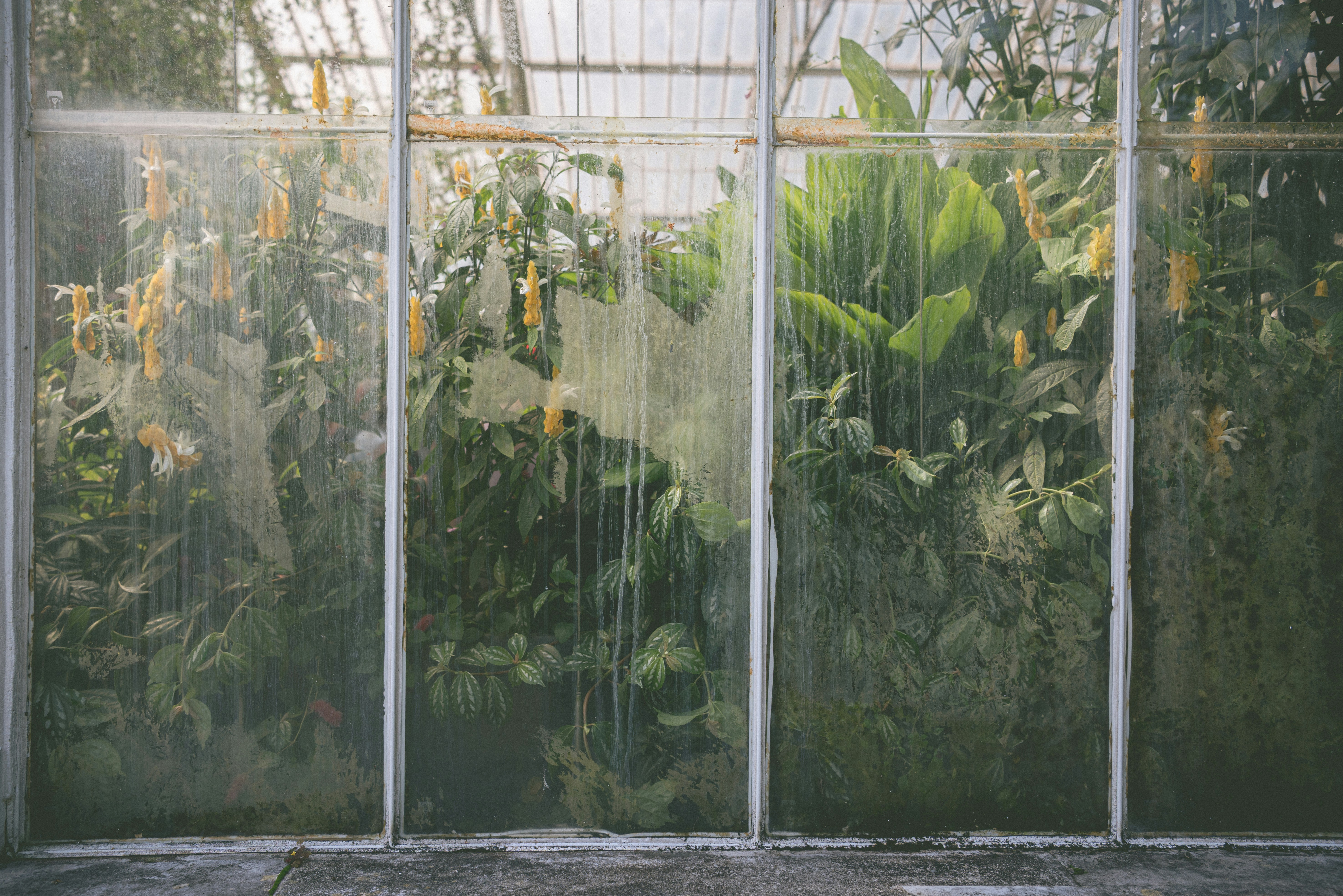 Verdant Quiet: A Glass House Conservatory Veiled in Green