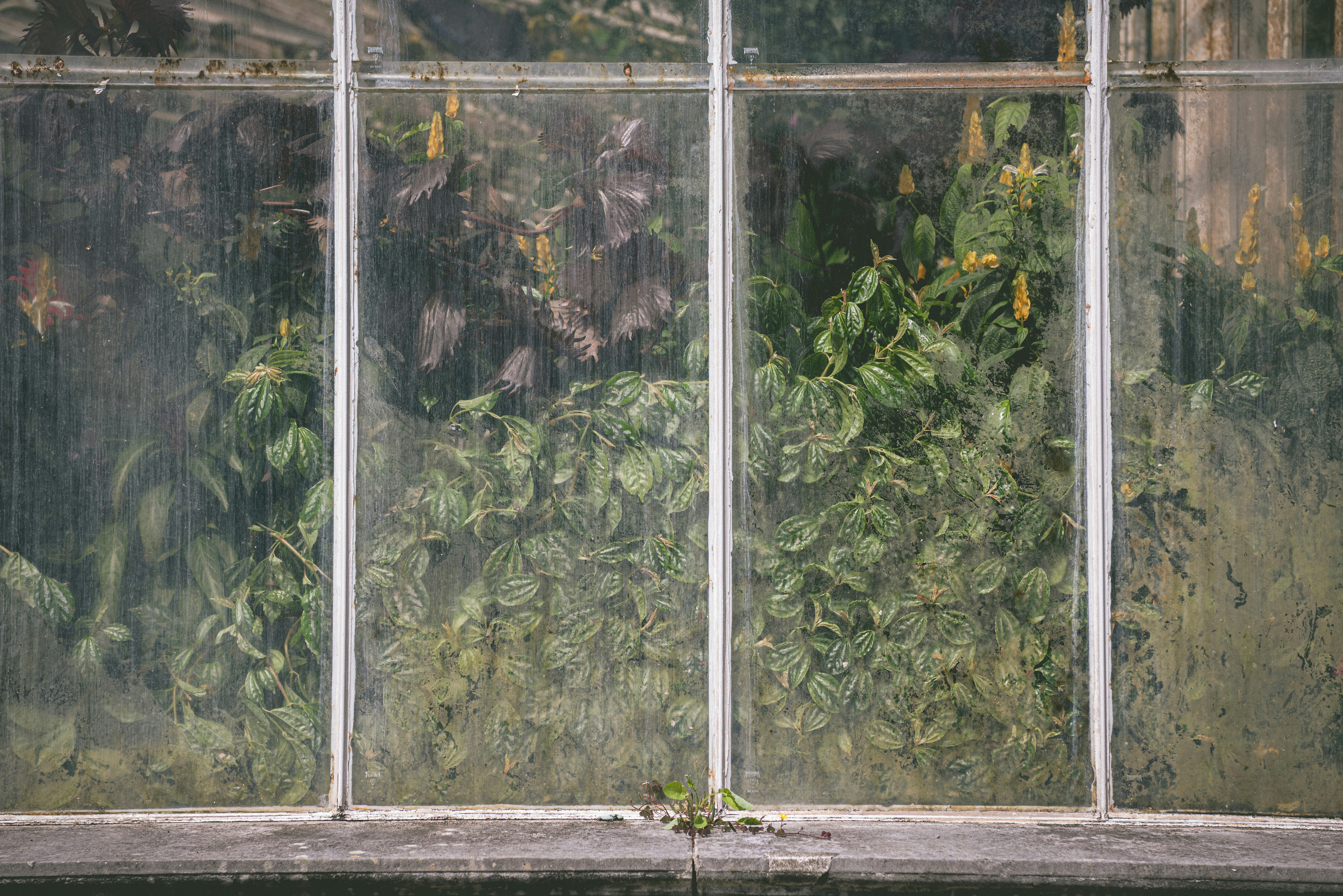 Overgrown greenhouse vista: plants pressing through weathered glass