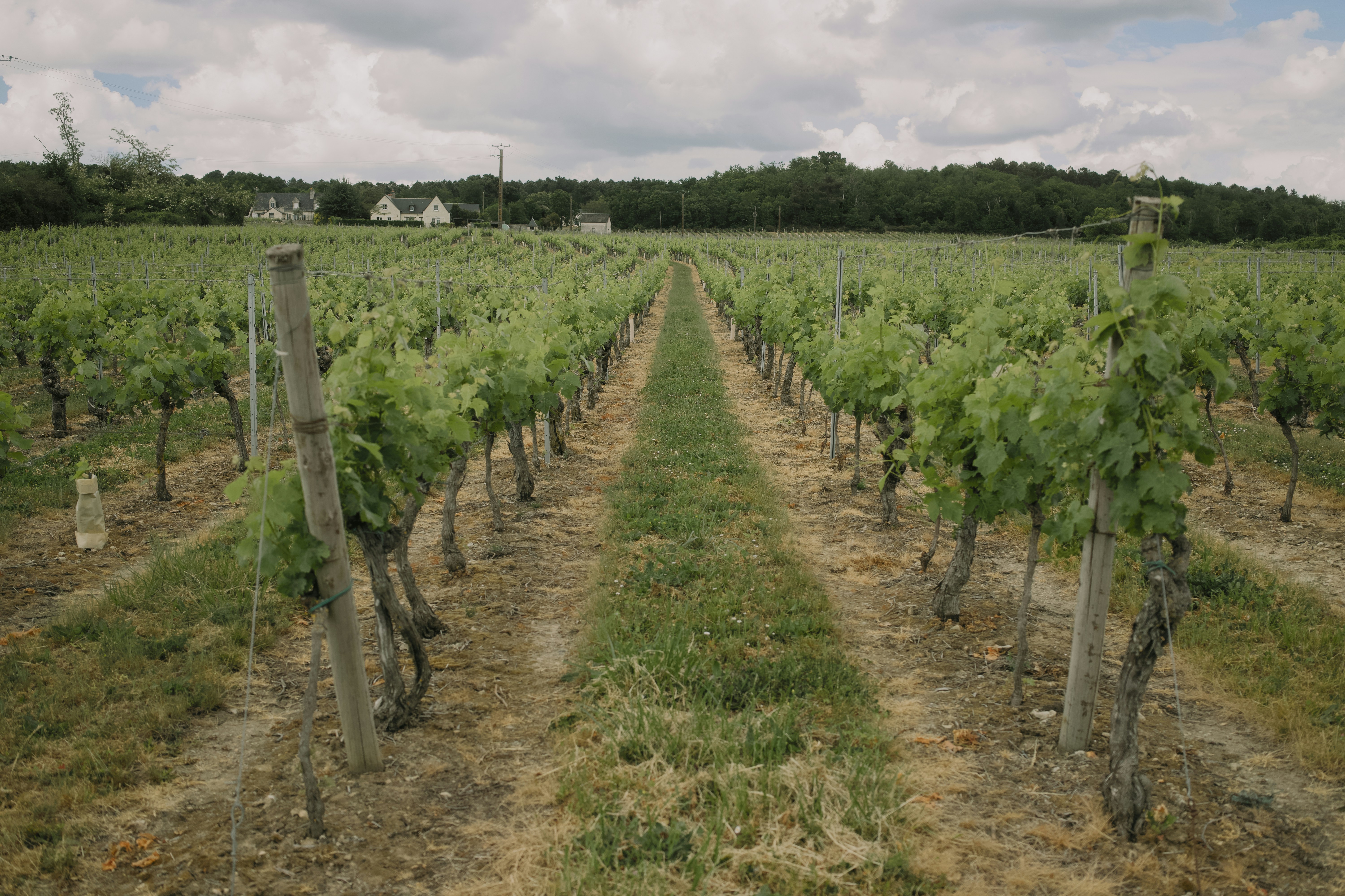 Vineyard Aisle: Rows Converging Toward the Distant Orchard