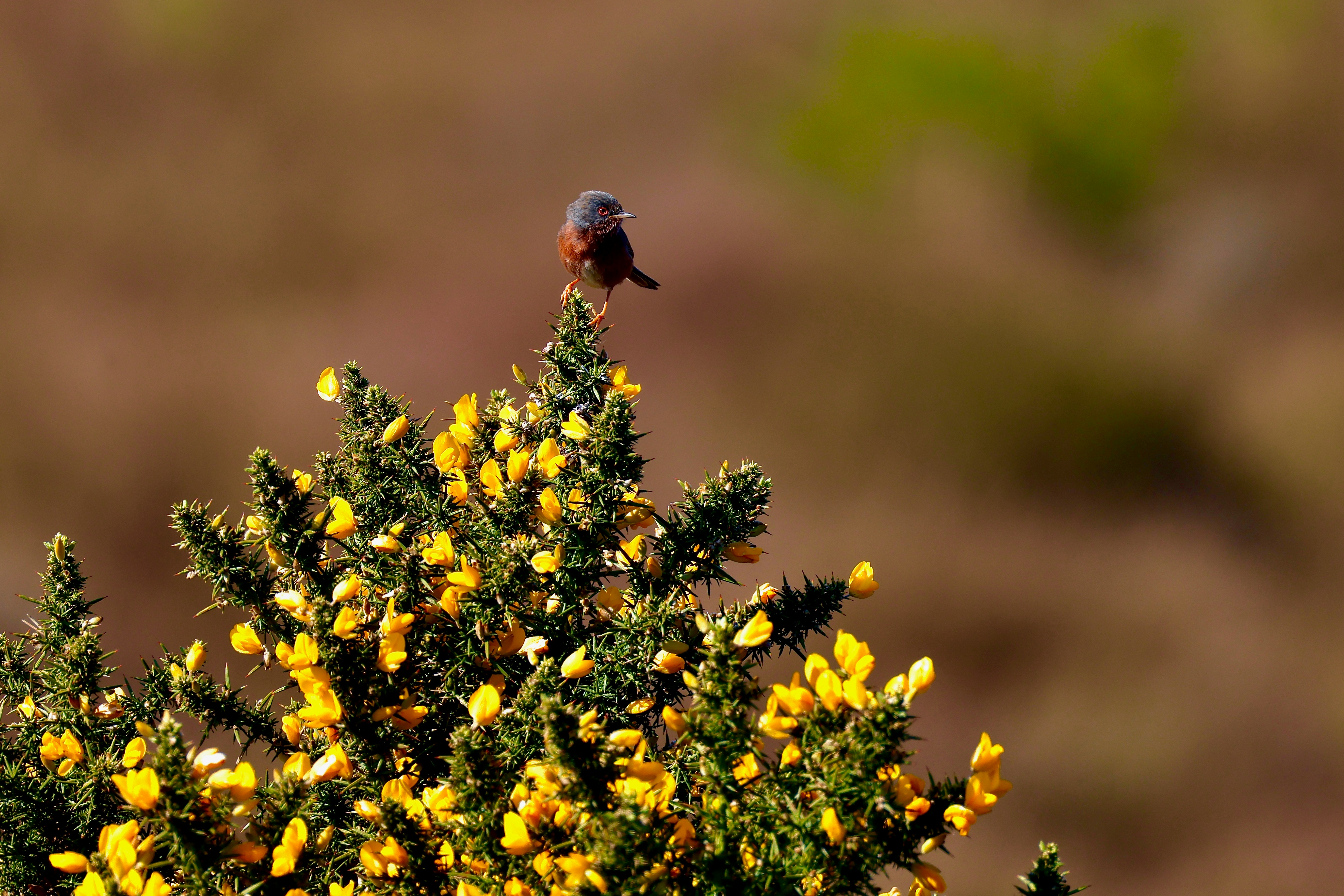 Scarlet-hooded Watch on a Yellow-flowered Crest