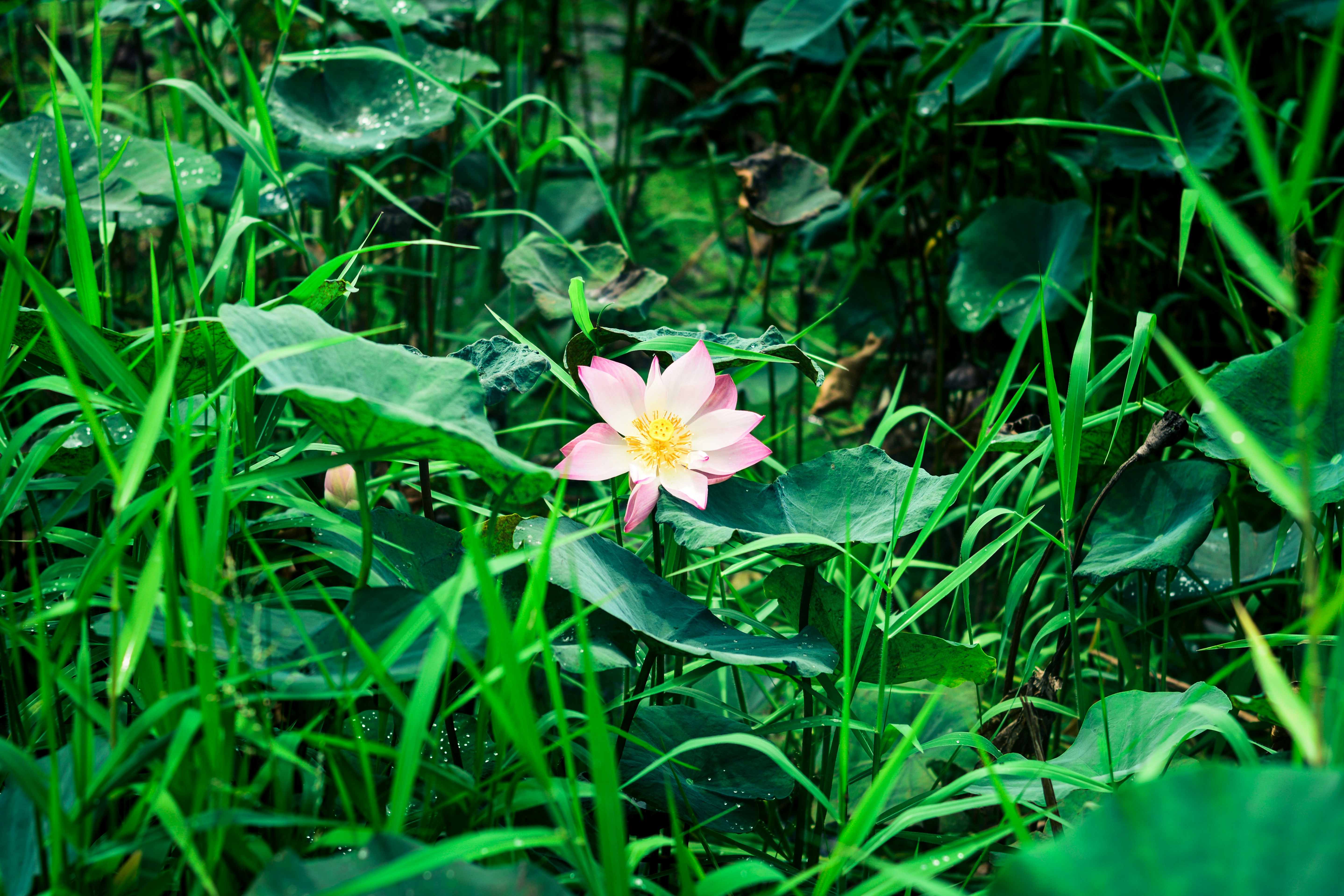 Pink lotus afloat among emerald blades in a tranquil pond