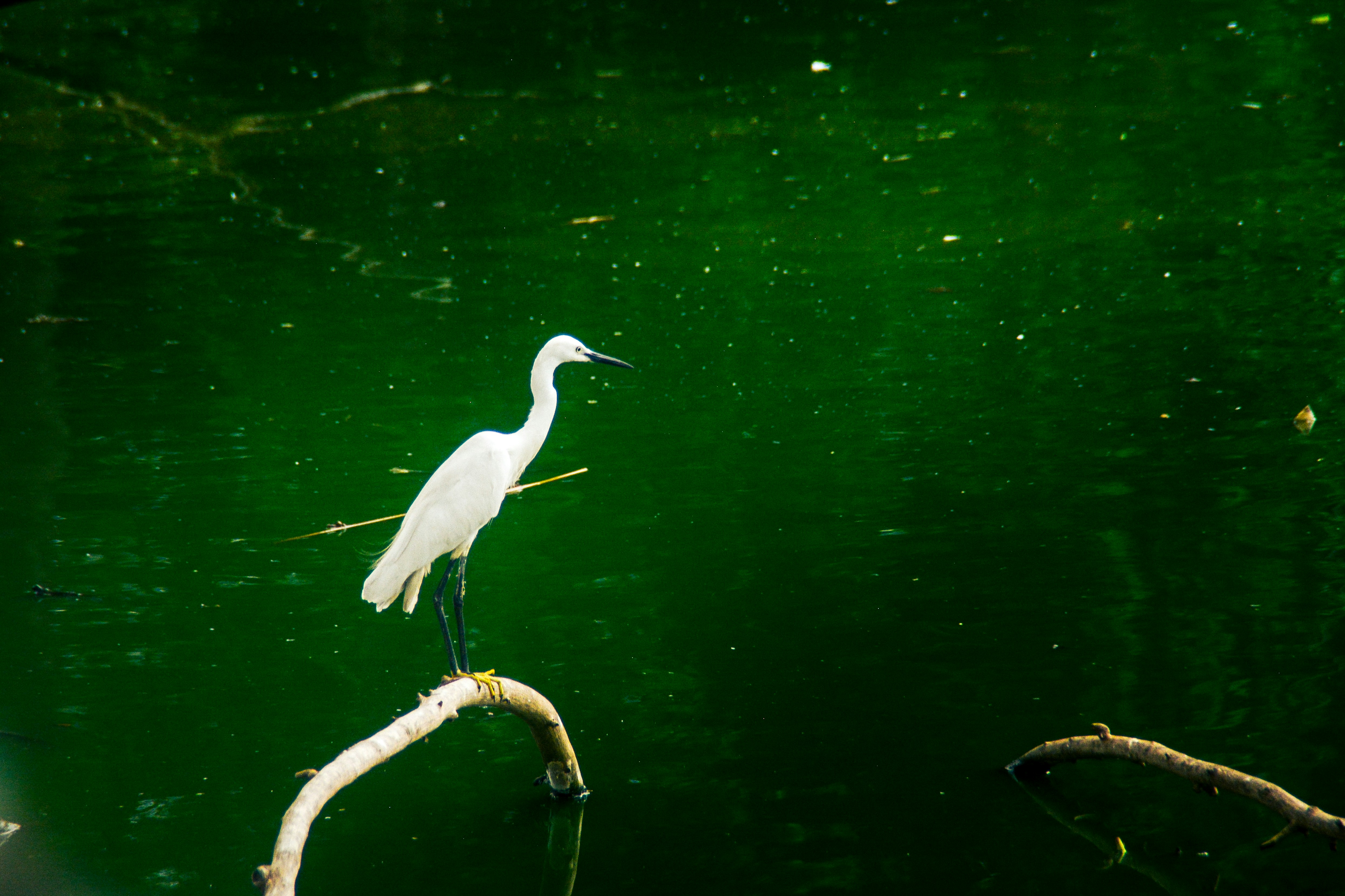 White Heron on a Curved Branch Over Quiet Green Waters