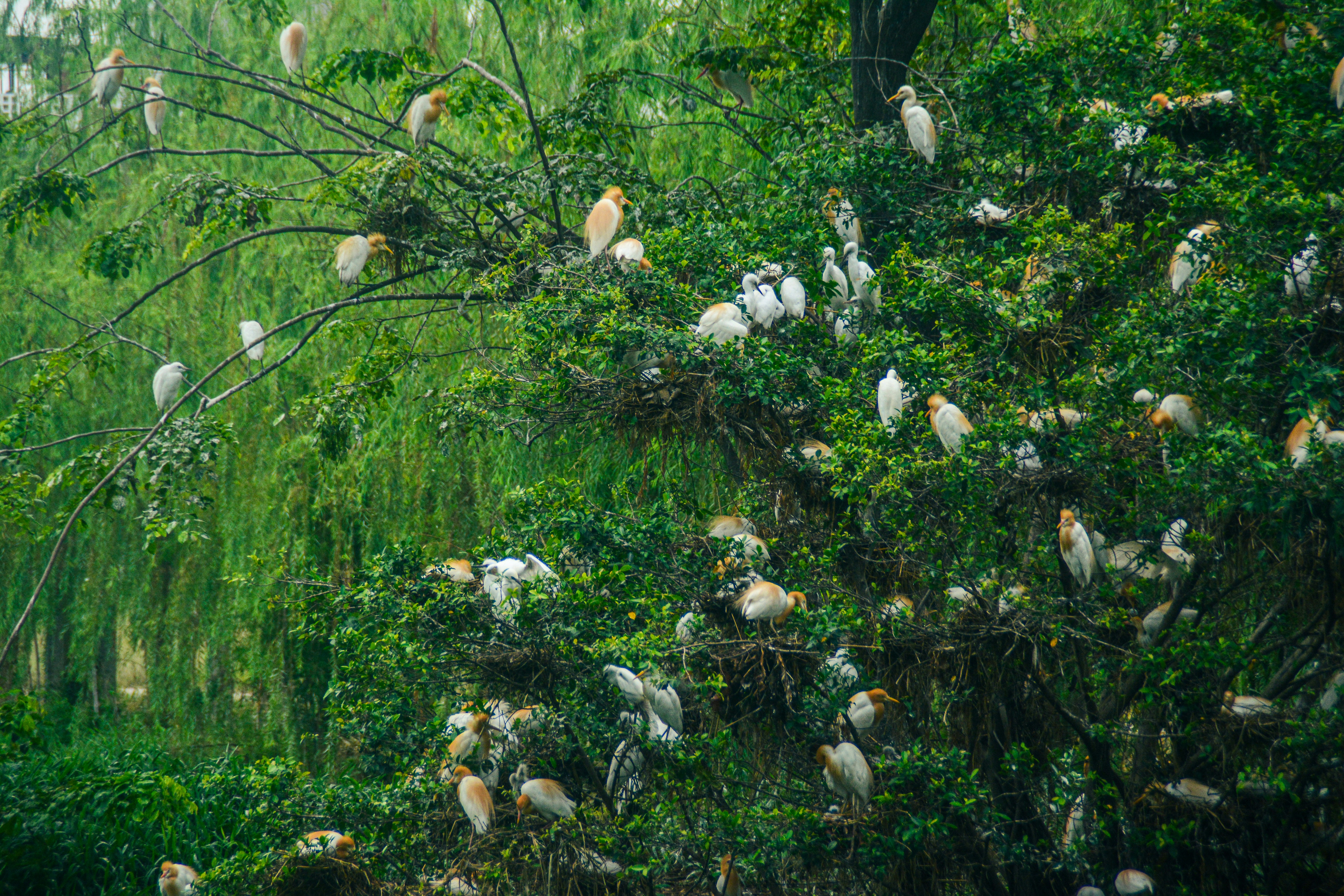 Herd of Herons Resting in a Lush Green Glade