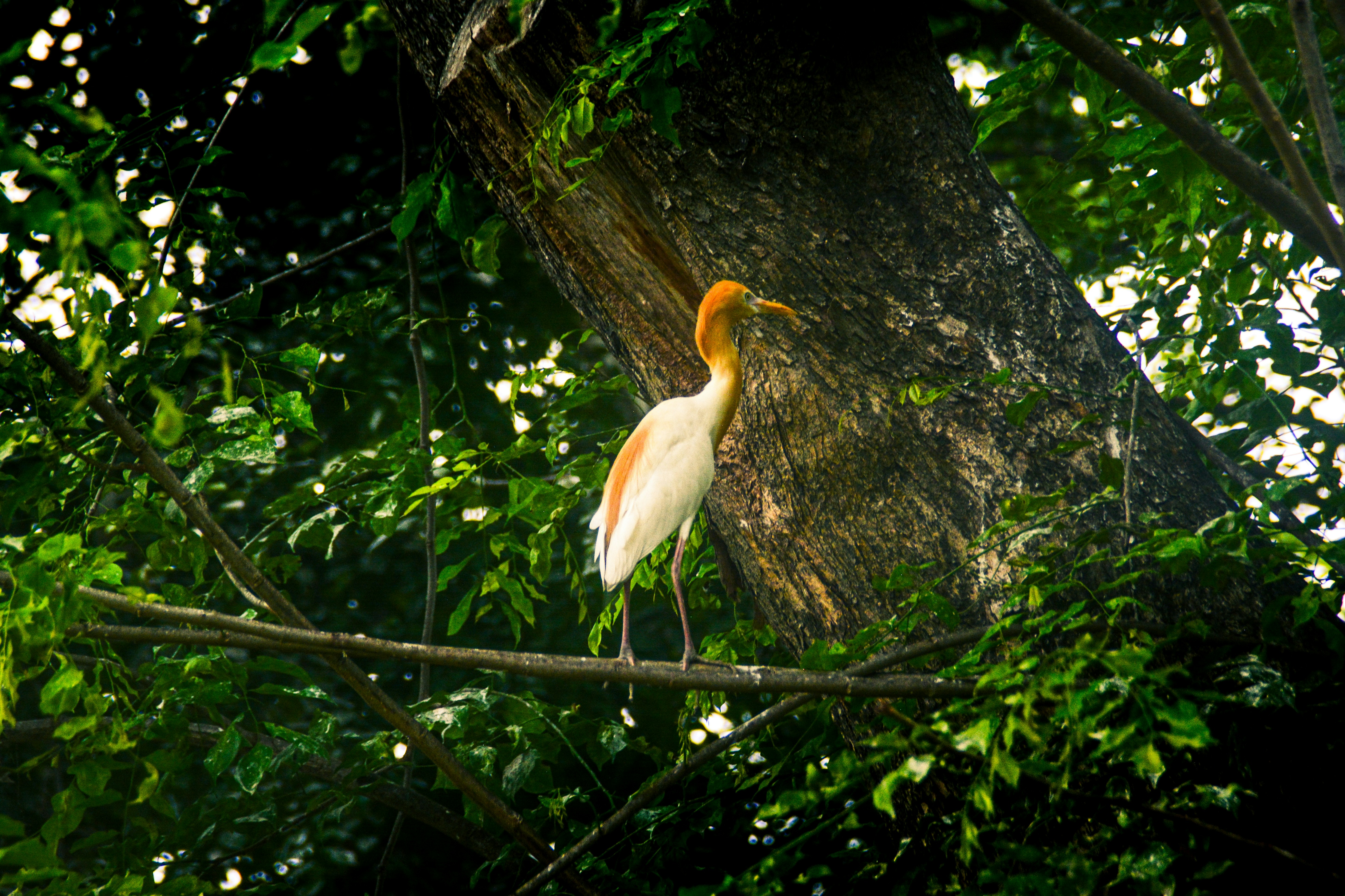 Orange-crowned heron perched on a mossy branch amid dense canopy
