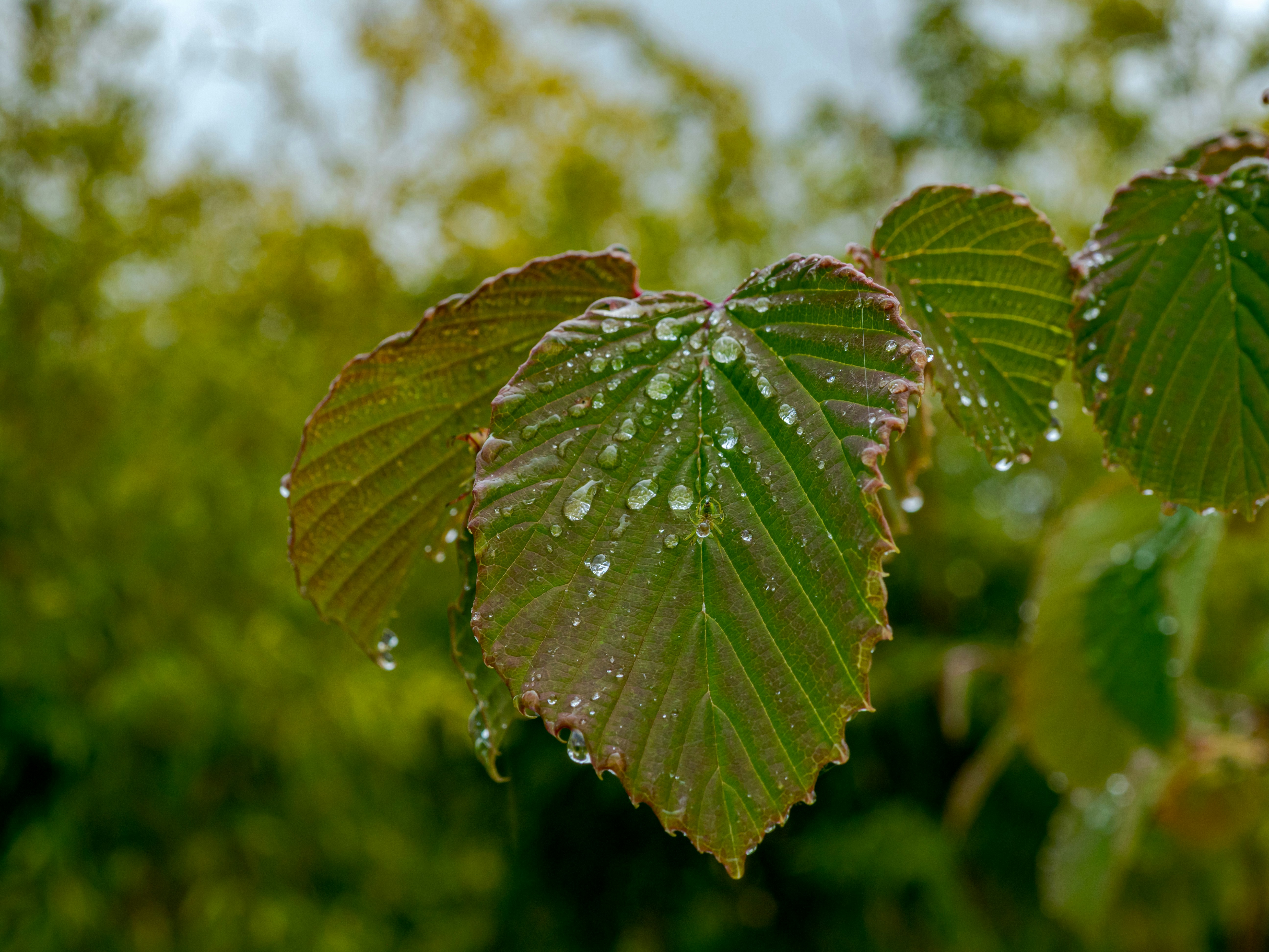 Dew-Kissed Leaf Trio: Quiet Morning in the Green Vein