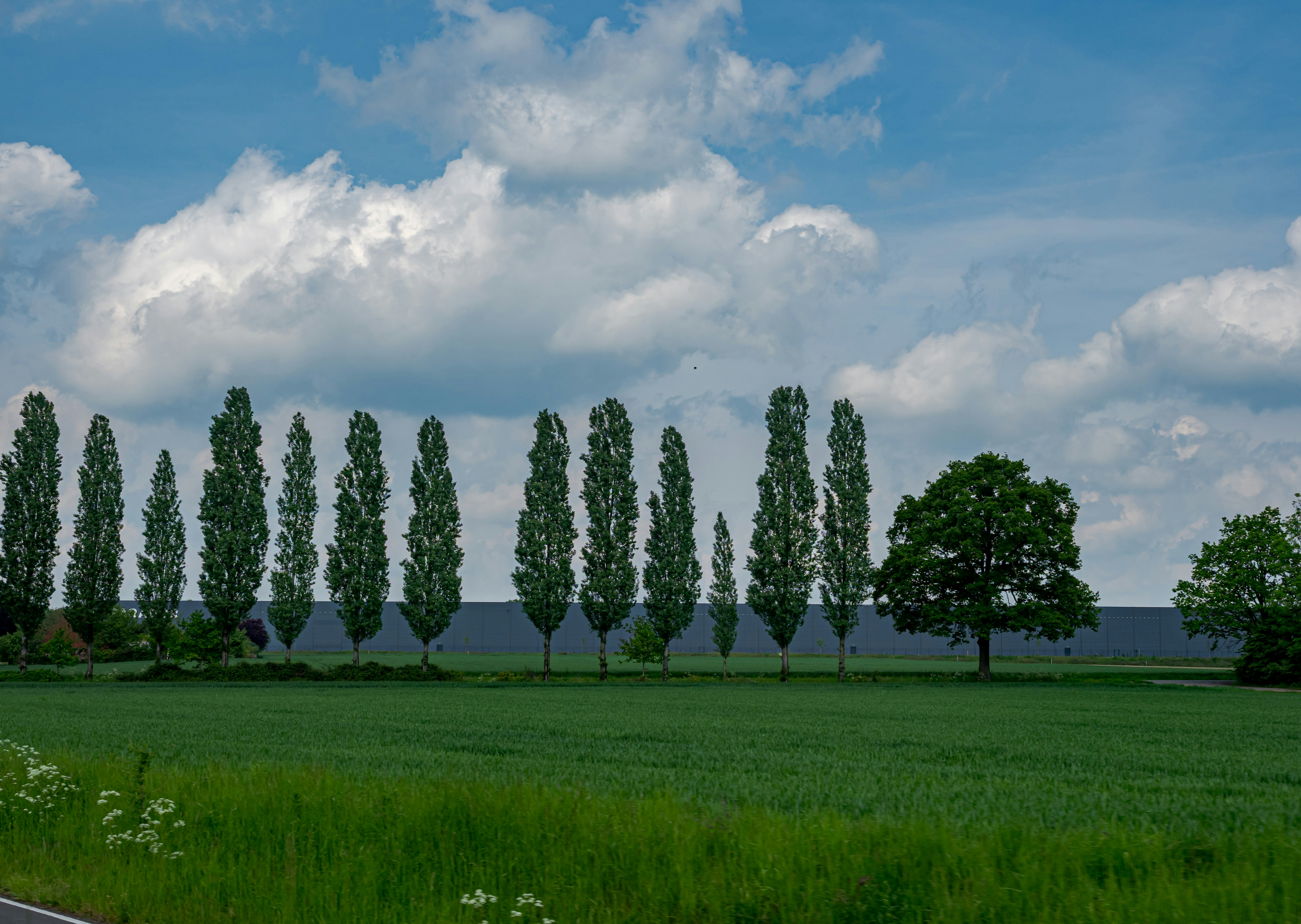Line of Lush Greenery Under a Blue Sky