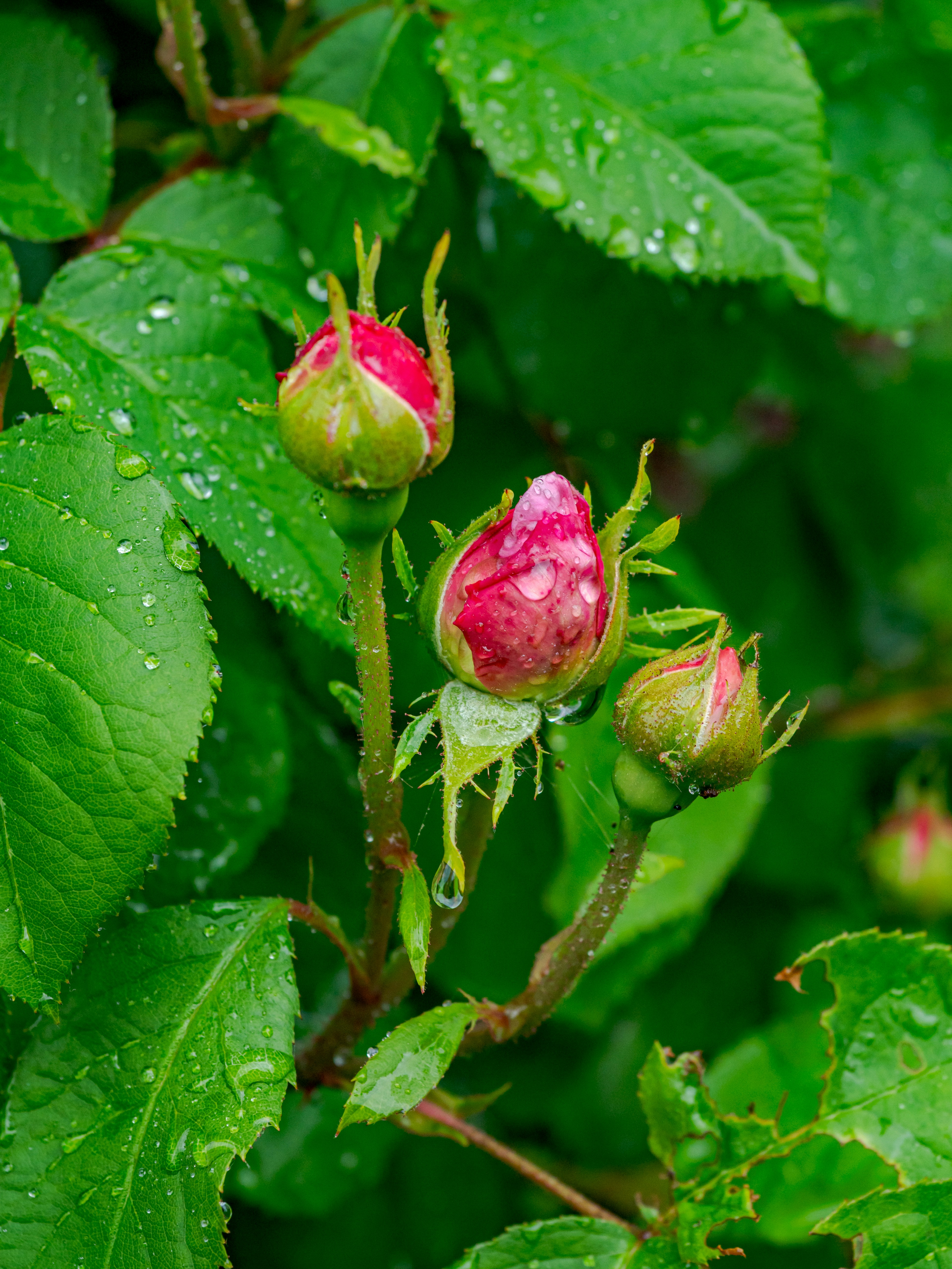 Emerging Pink Buds Amid Dew-Kissed Rose Leaves