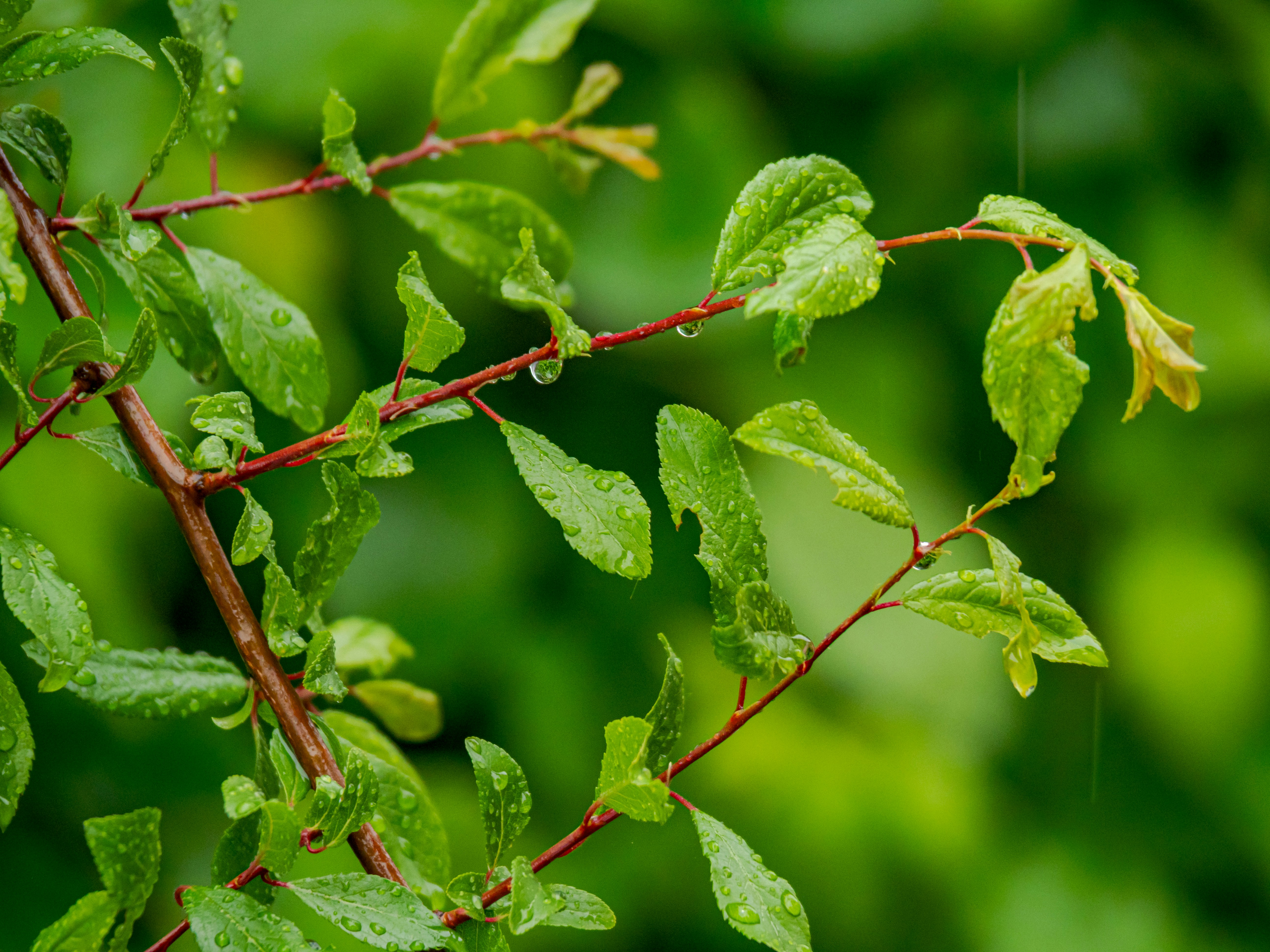 Dew-kissed Willow Branches in Soft Focus Green