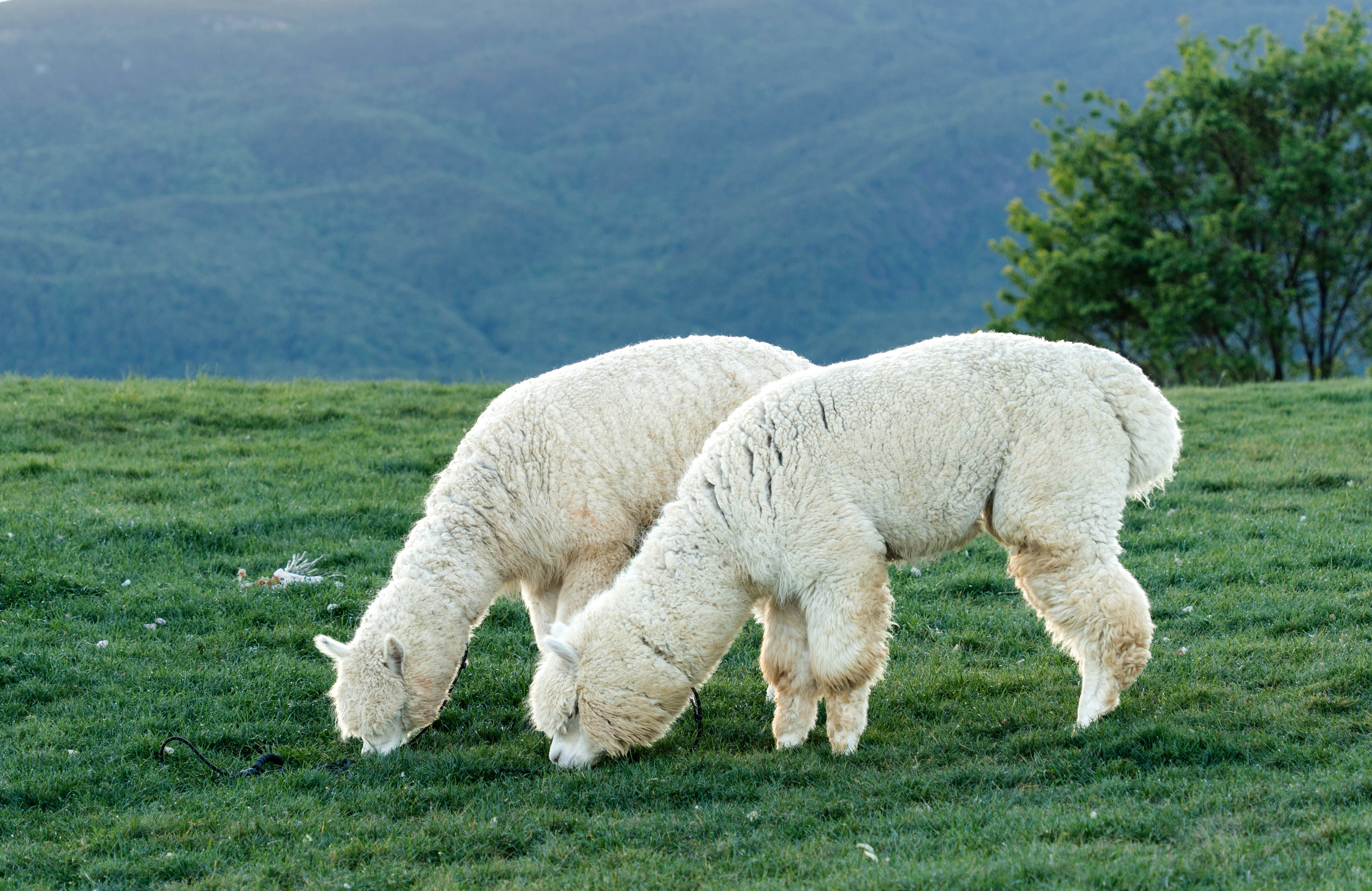 Twin White Lambs Grazing on a Verdant Slope