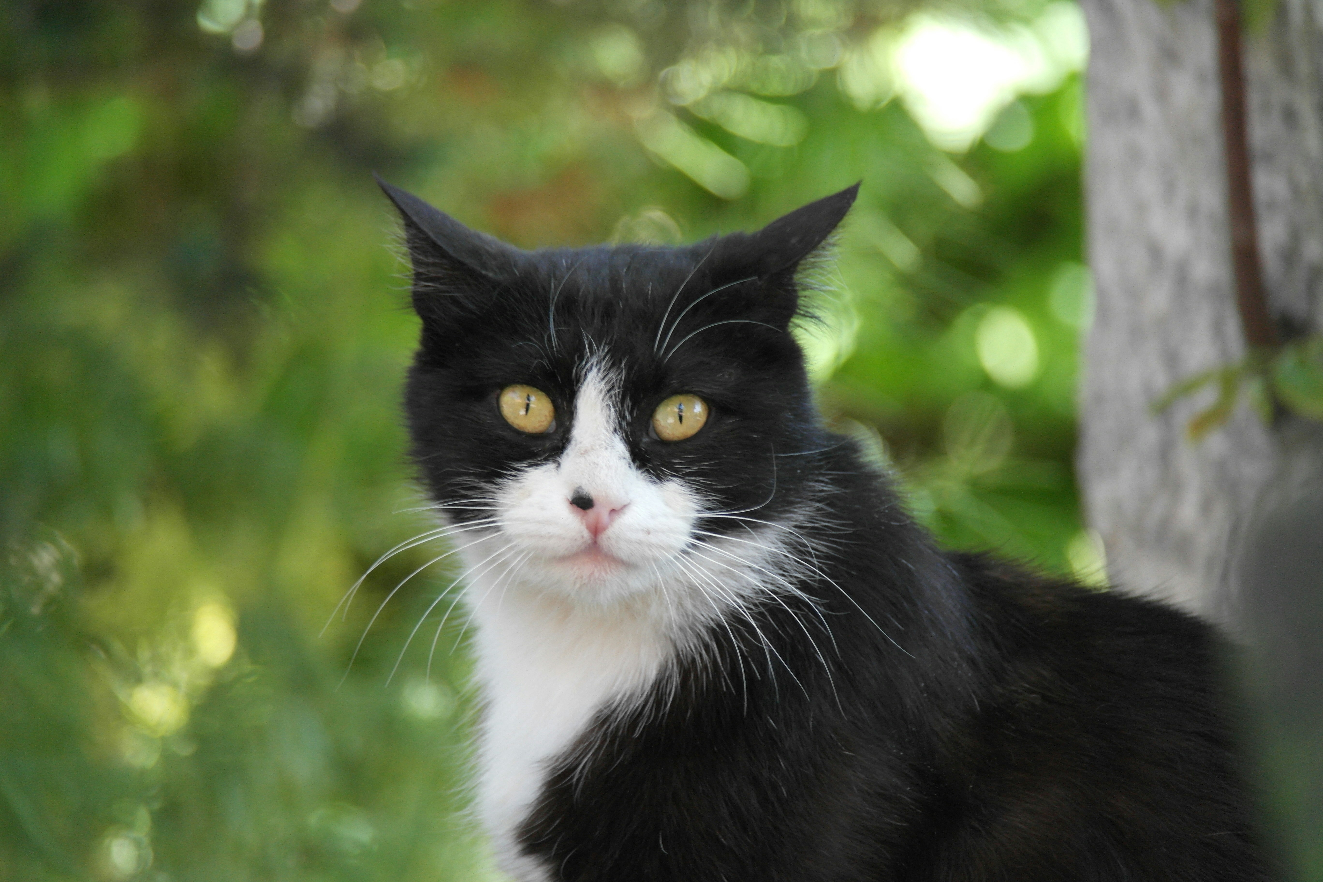 Portrait of a Black-and-White Cat Gazing into the Garden