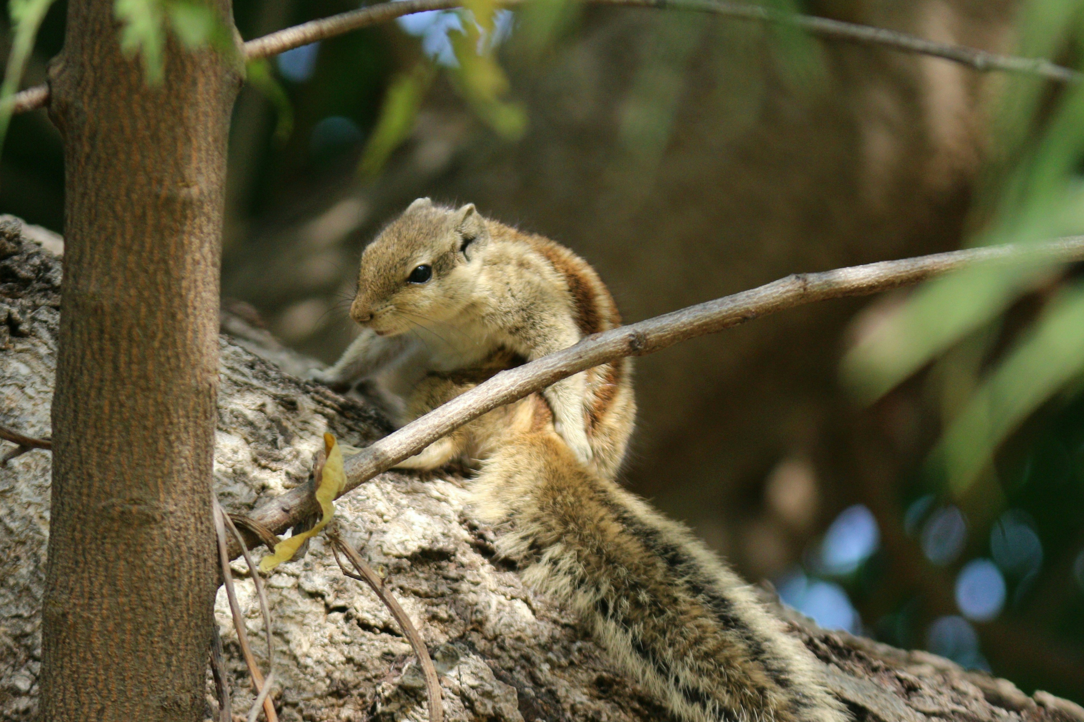 Squirrel on a Sunlit Trunk: A Moment of Perched Curiosity
