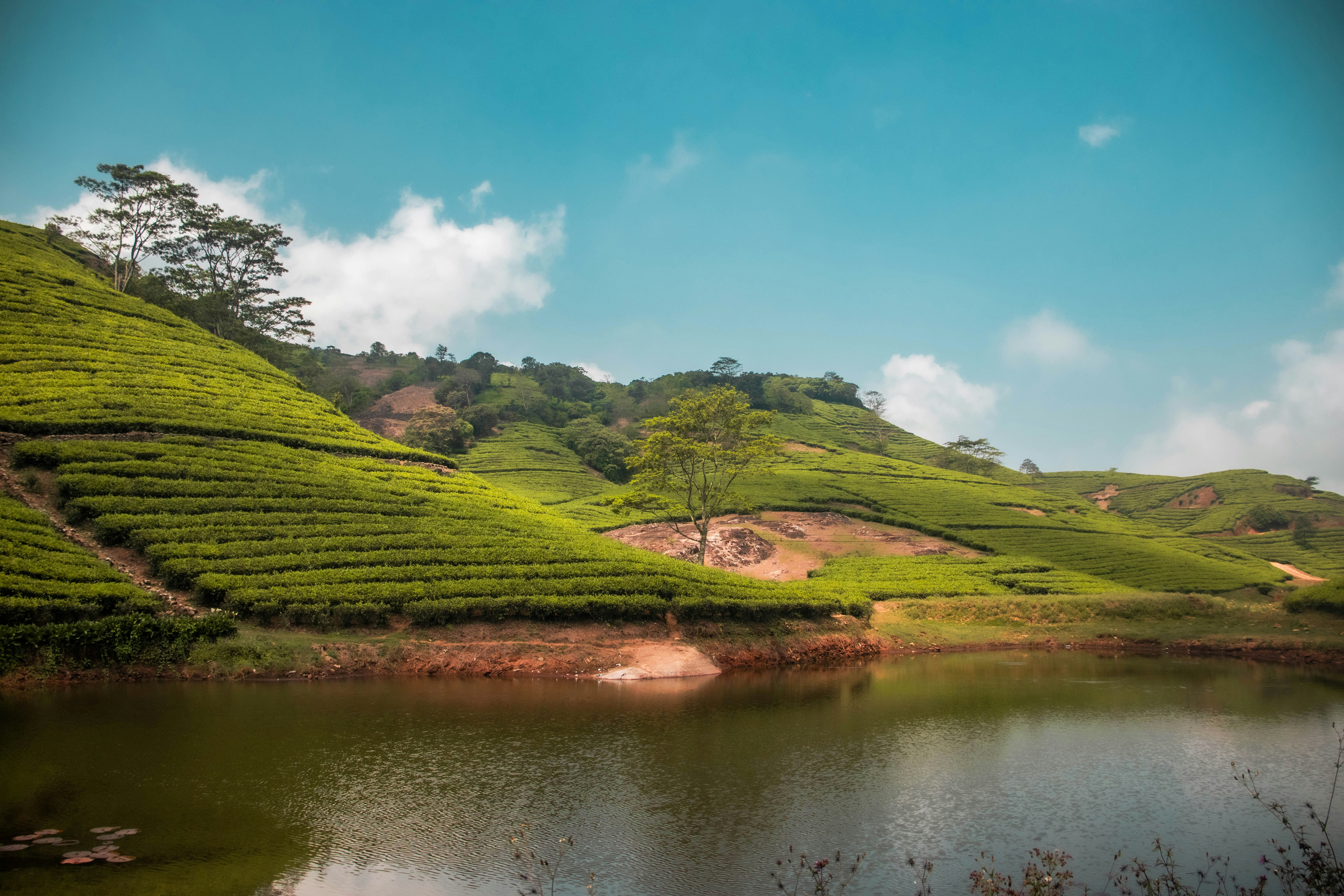 Terraced Hillside Over Calm Water under a Bright Sky