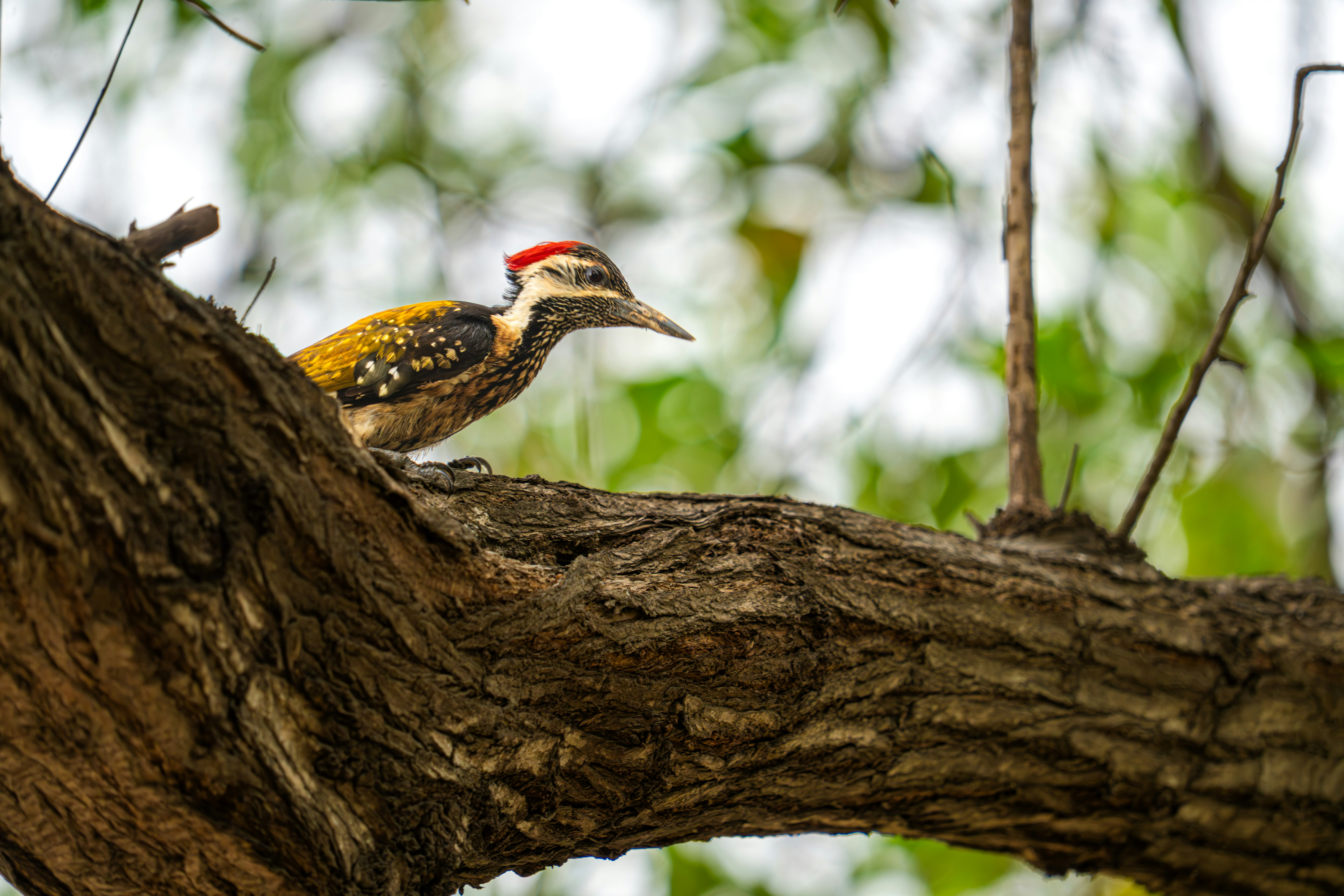 Impatient Downy Woodpecker Perched on a Weathered Branch