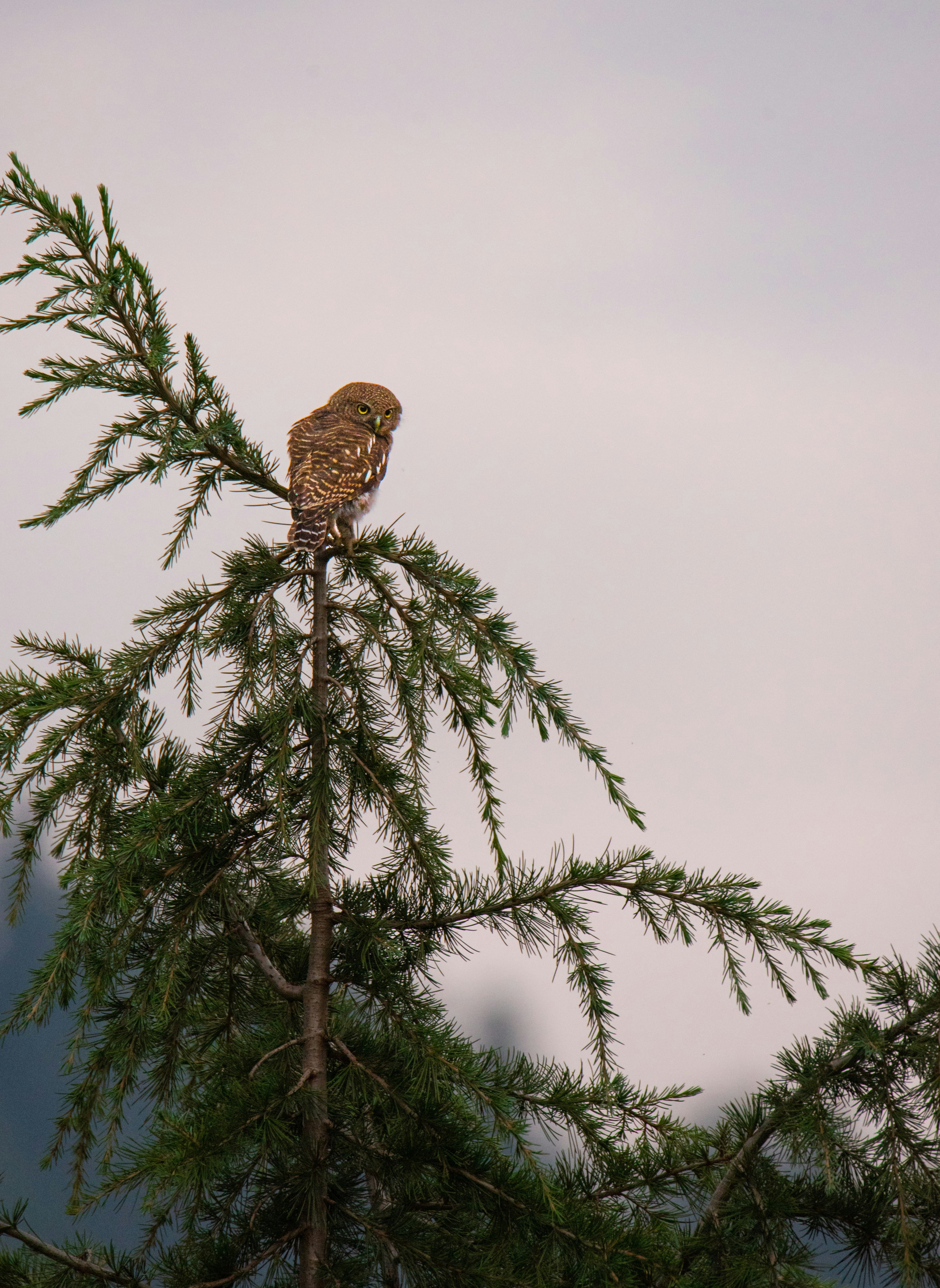 Perched Owl on Wind-swept Pine