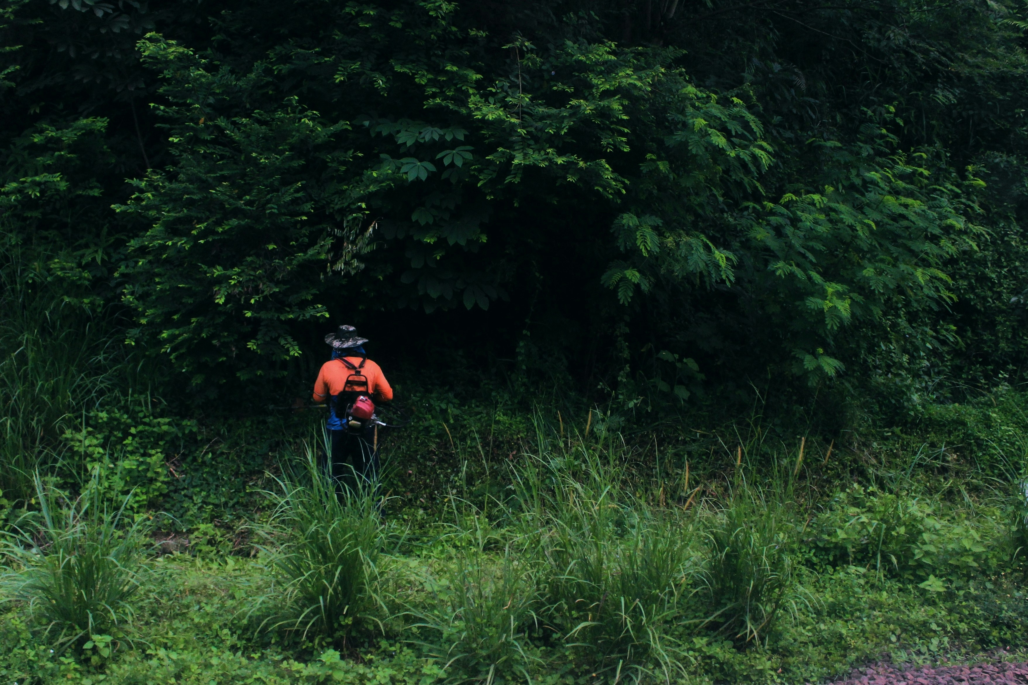 Orange-Clad Hiker Disappears into a Green Corridor