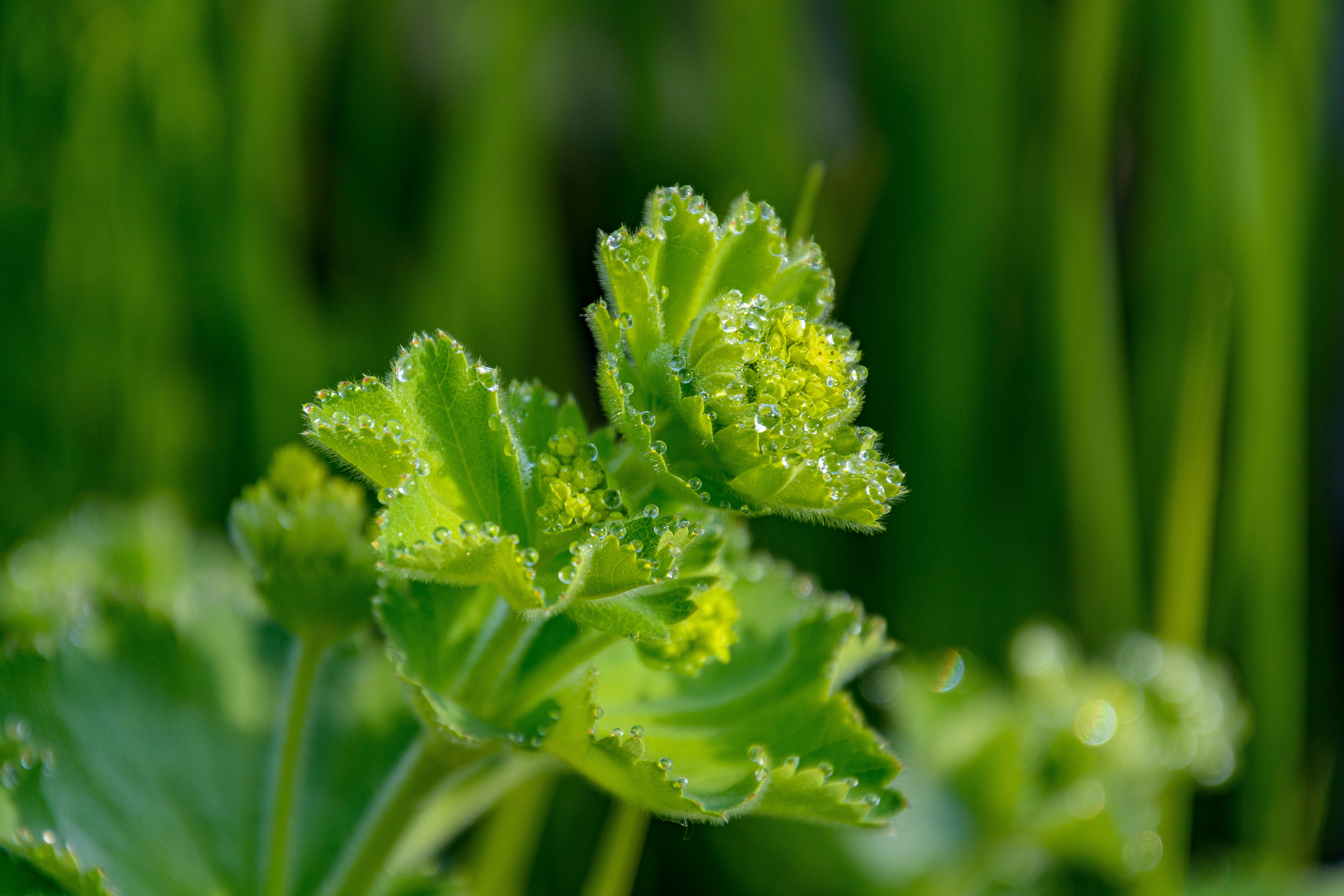 Dew-kissed serrated leaves catching morning light