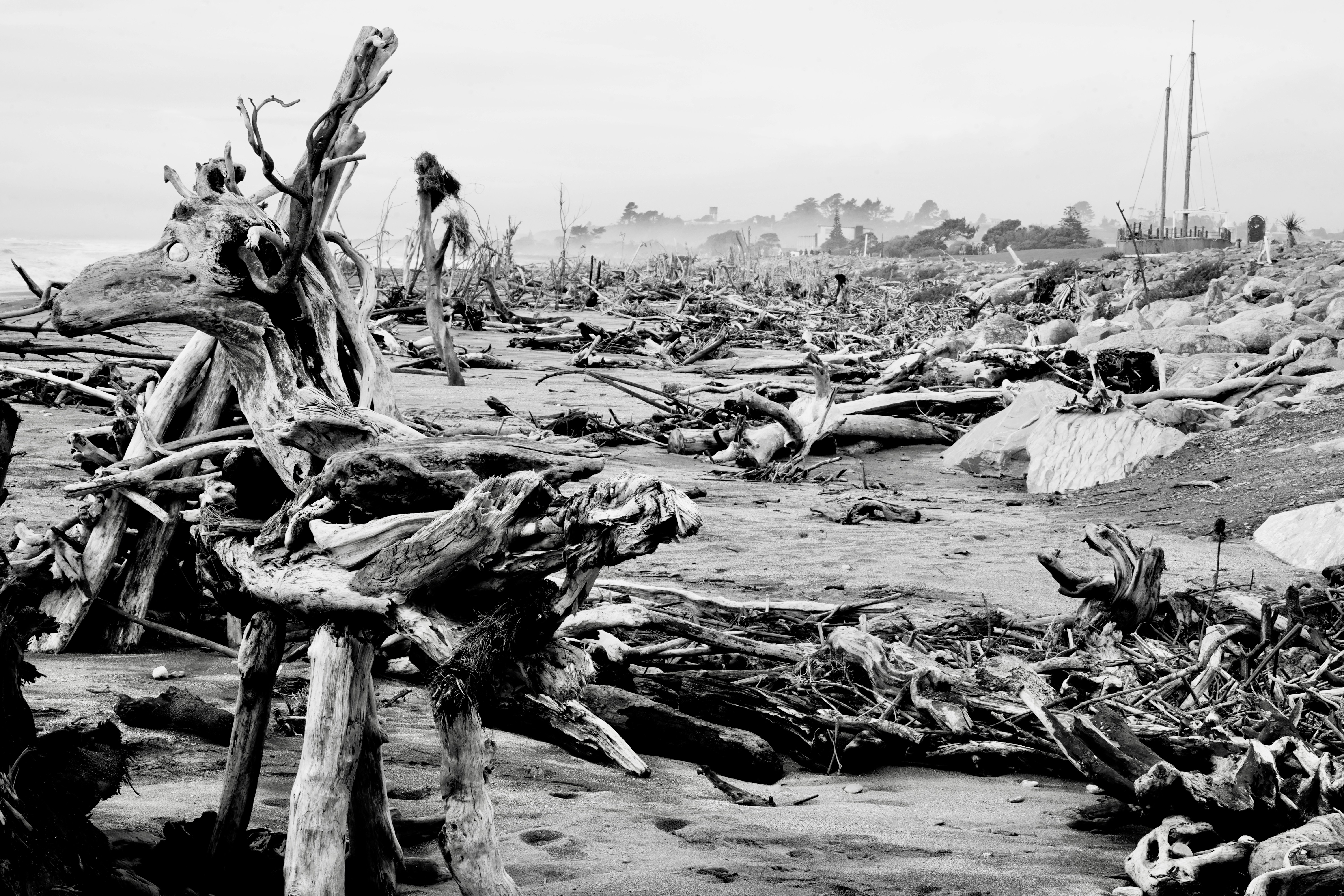 Driftwood on a desolate shoreline: fractured silence of a washed ashore landscape