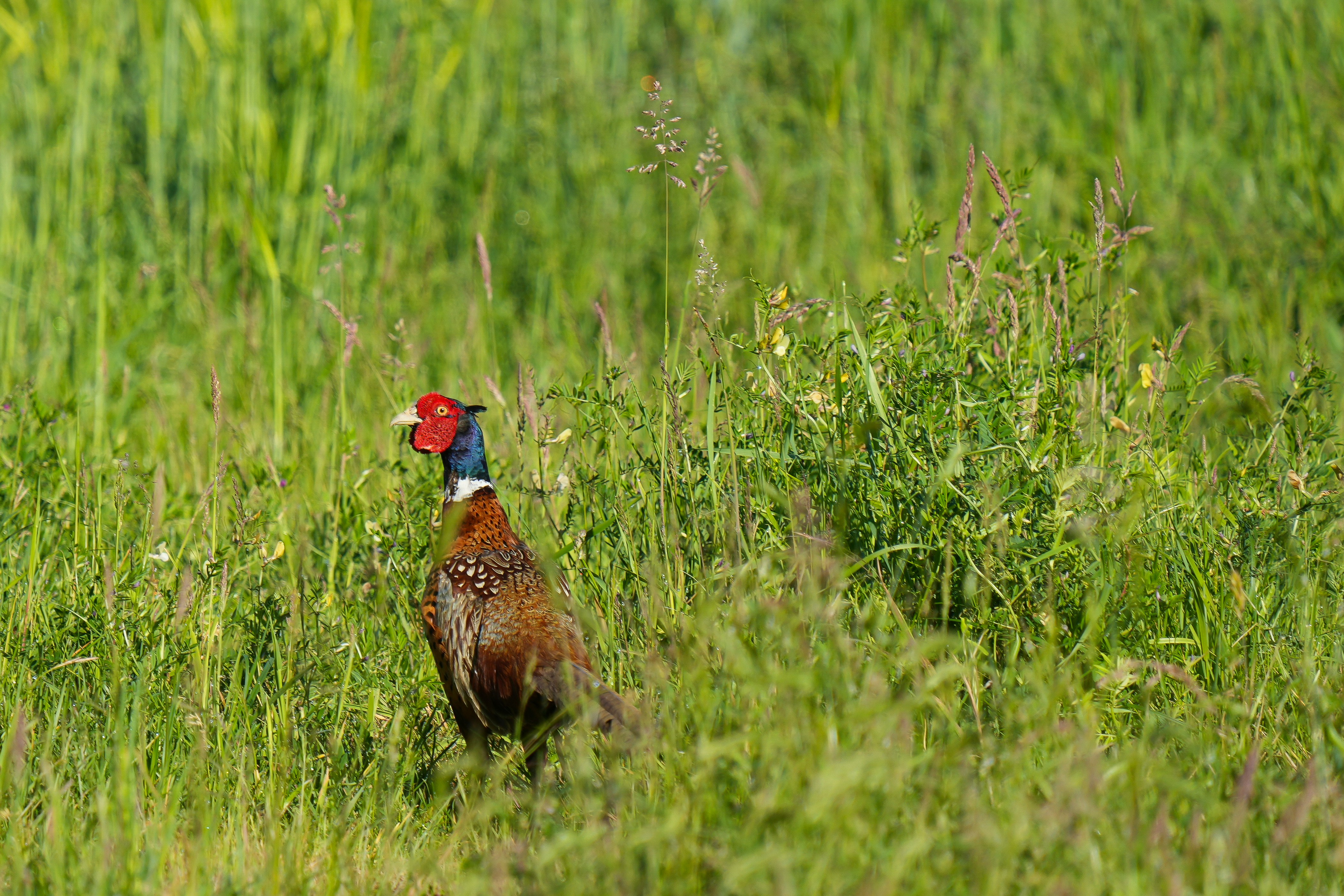 Red-crested Pheasant in a sea of green: a lone guardian in the meadow