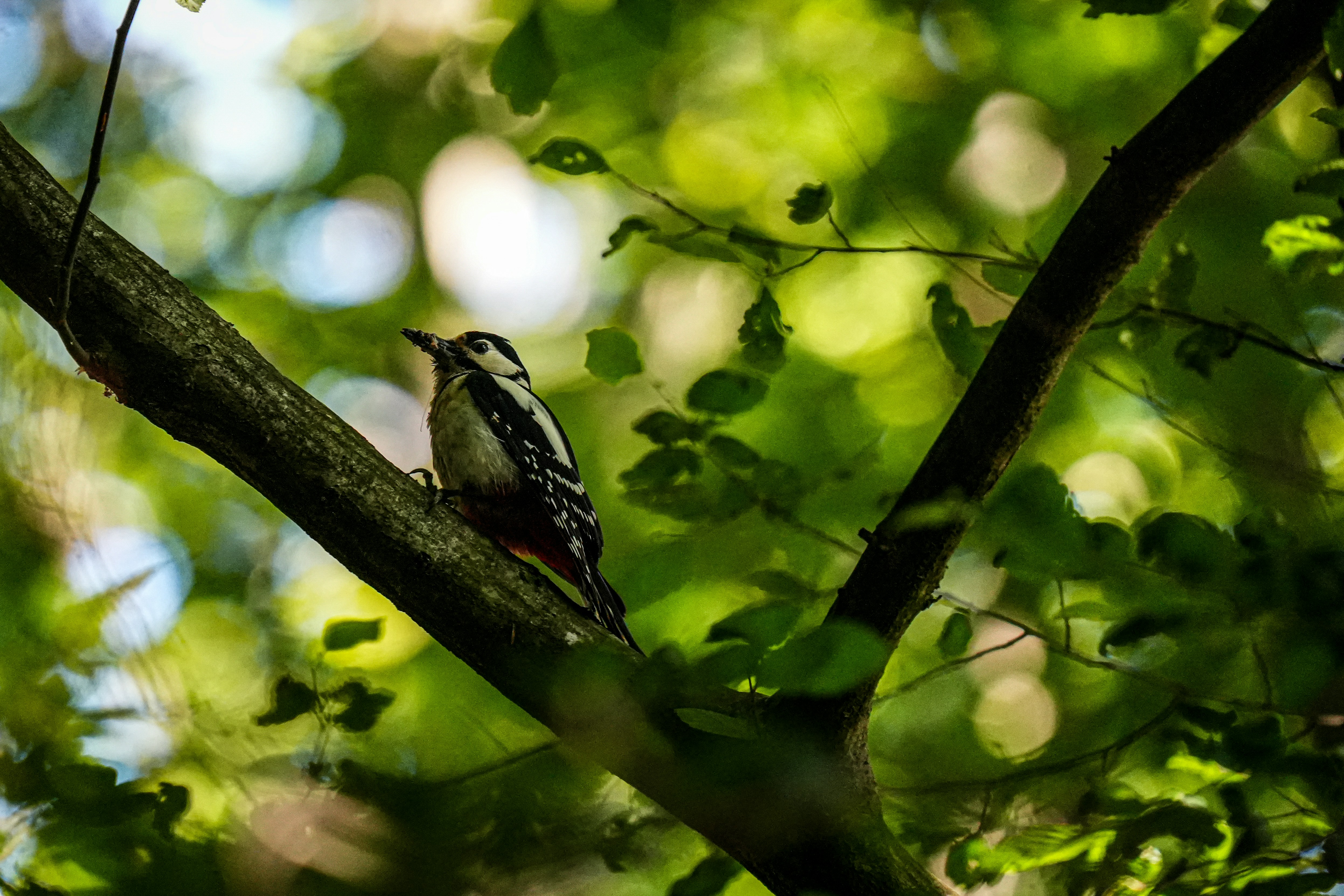 Perched Drummer in Dappled Green