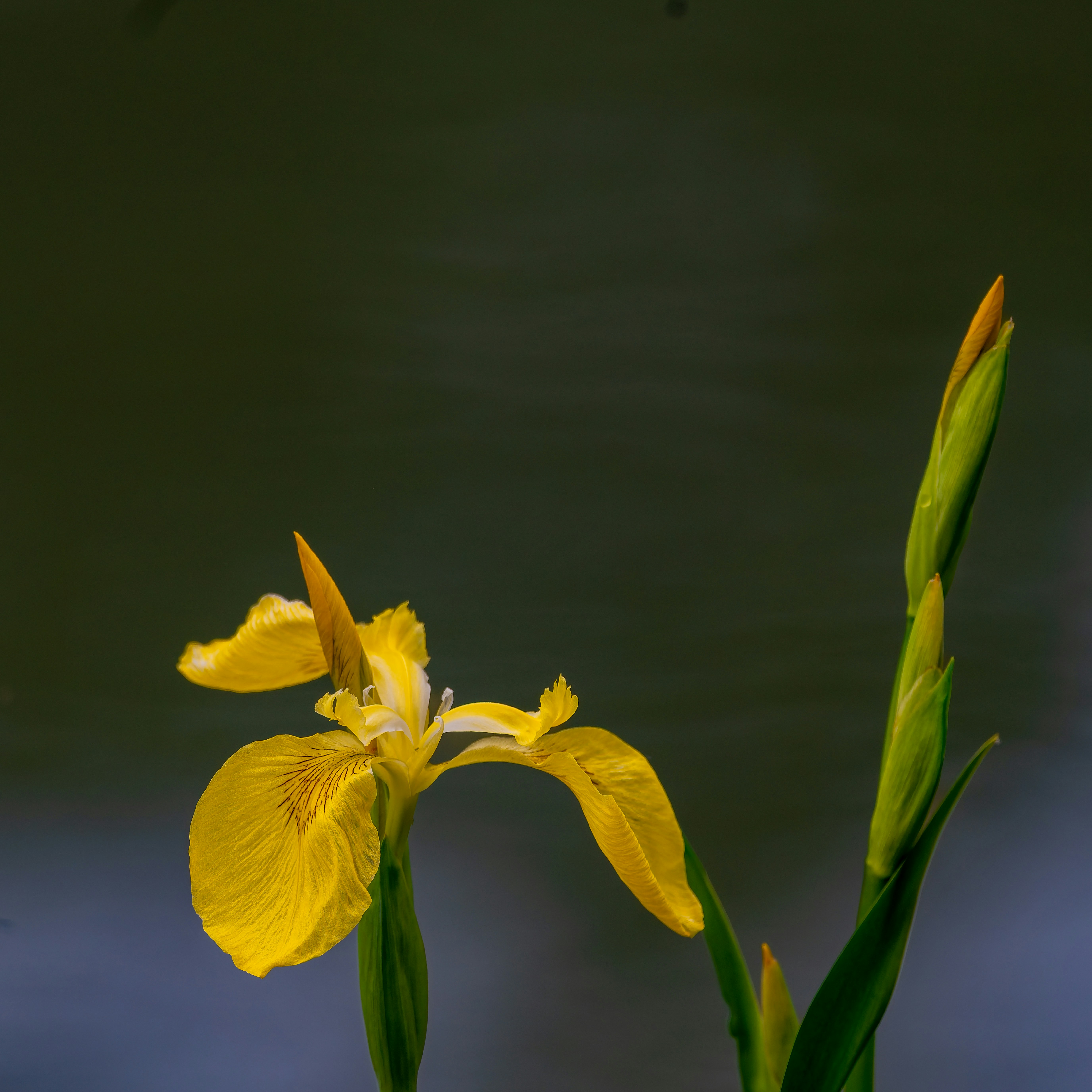 Golden Iris Against a Quiet Backdrop