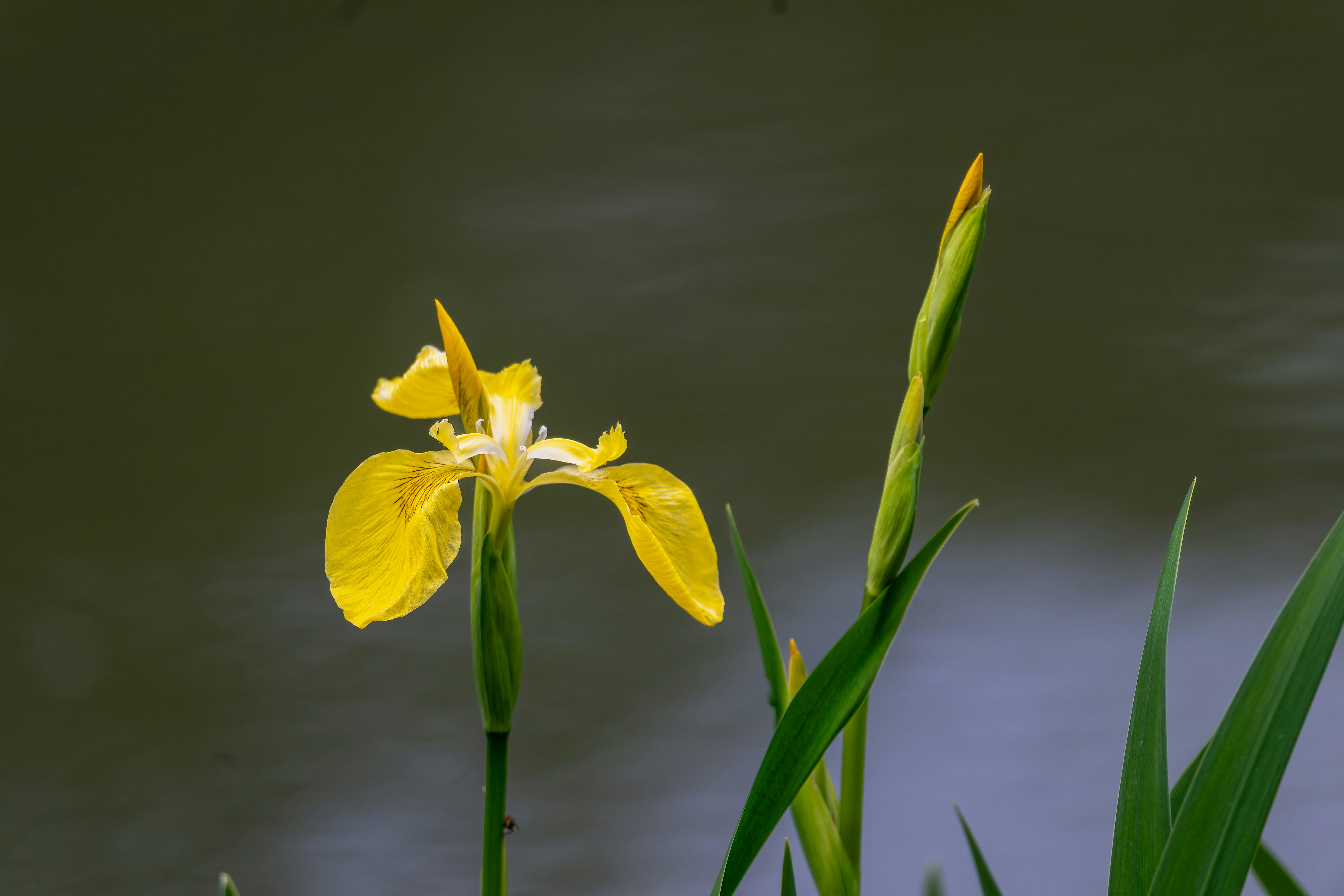 Yellow Iris in Quiet Pond Light