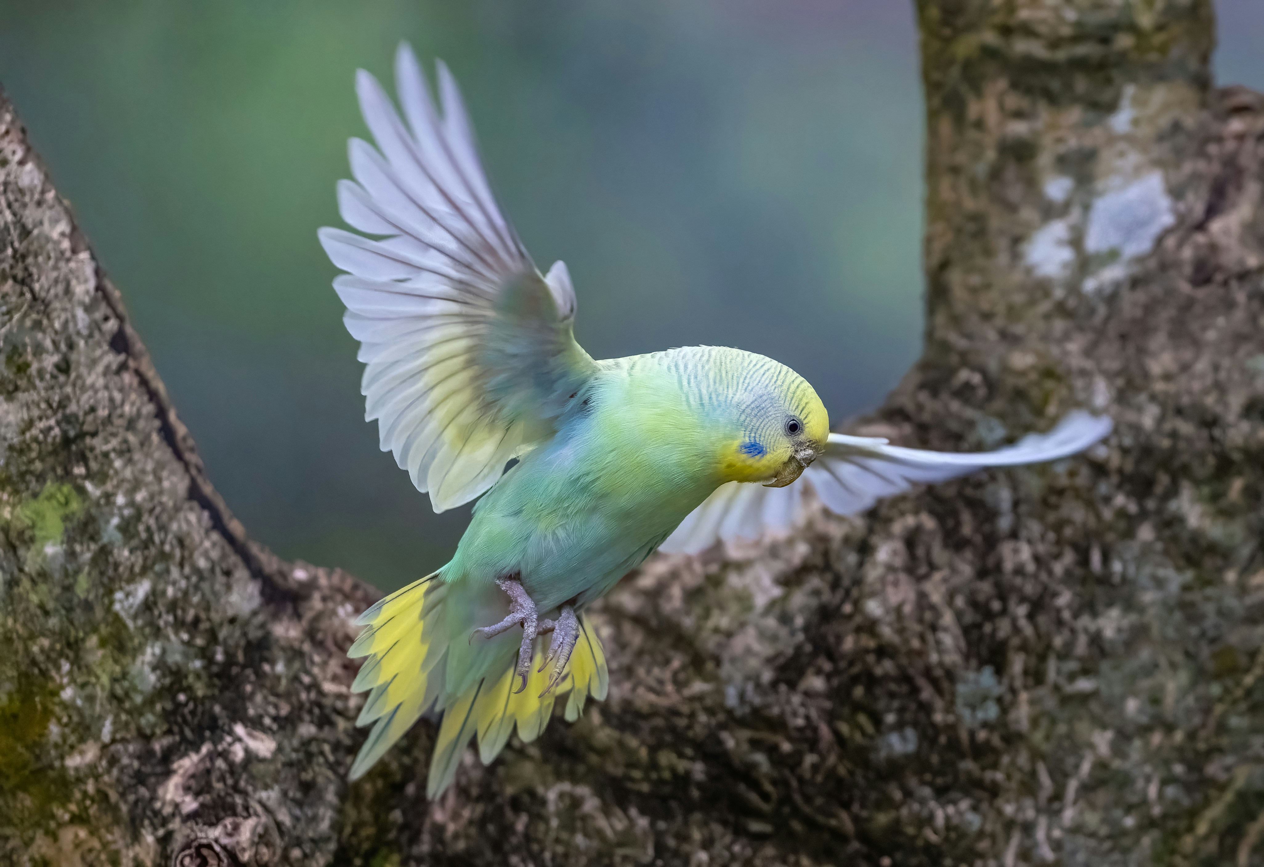 Hawked Wings at Dawn: A Parakeet in Mid-Flight Between Branches