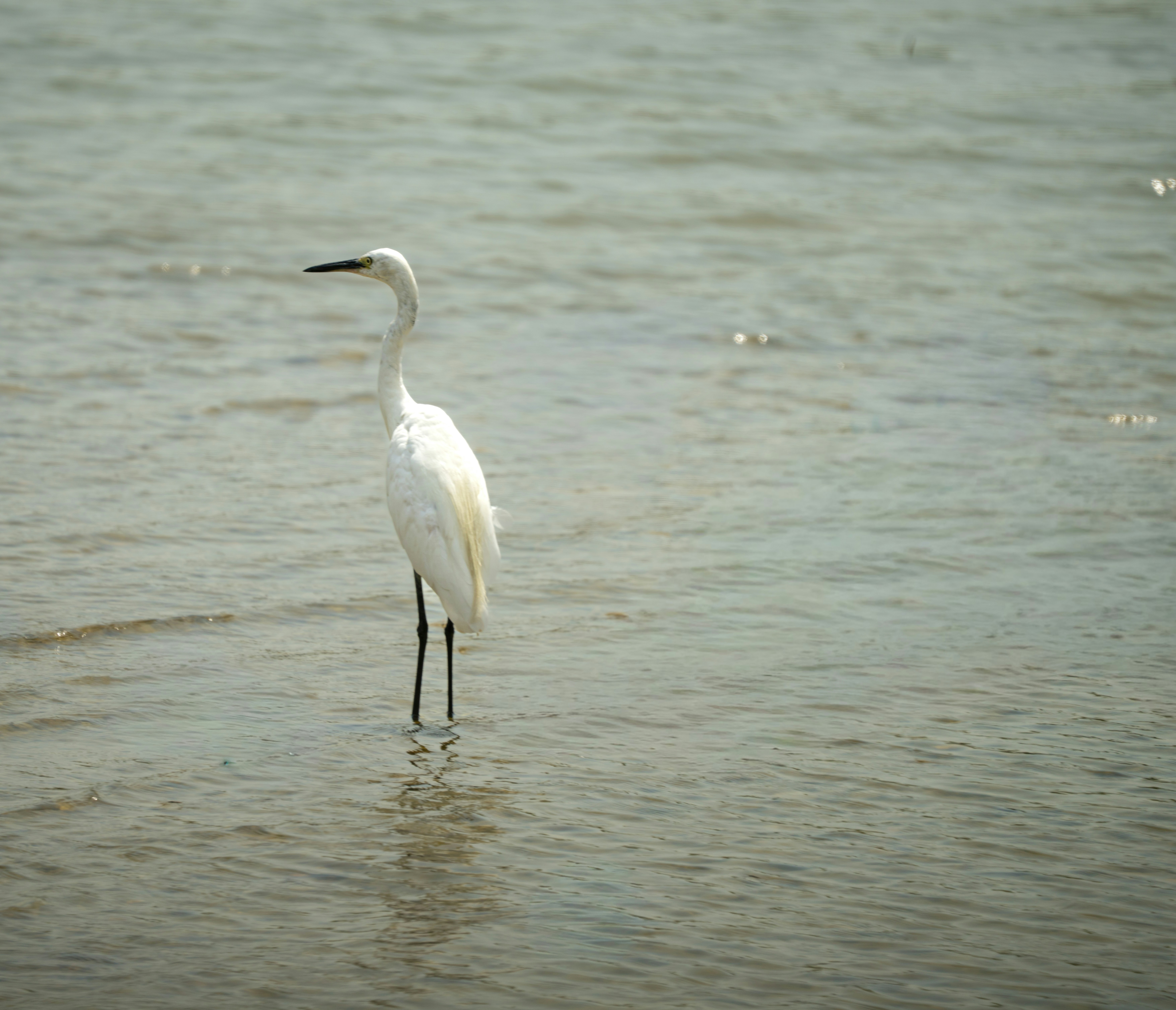 Grace in the Reeds: A lone egret patrols a calm shoreline