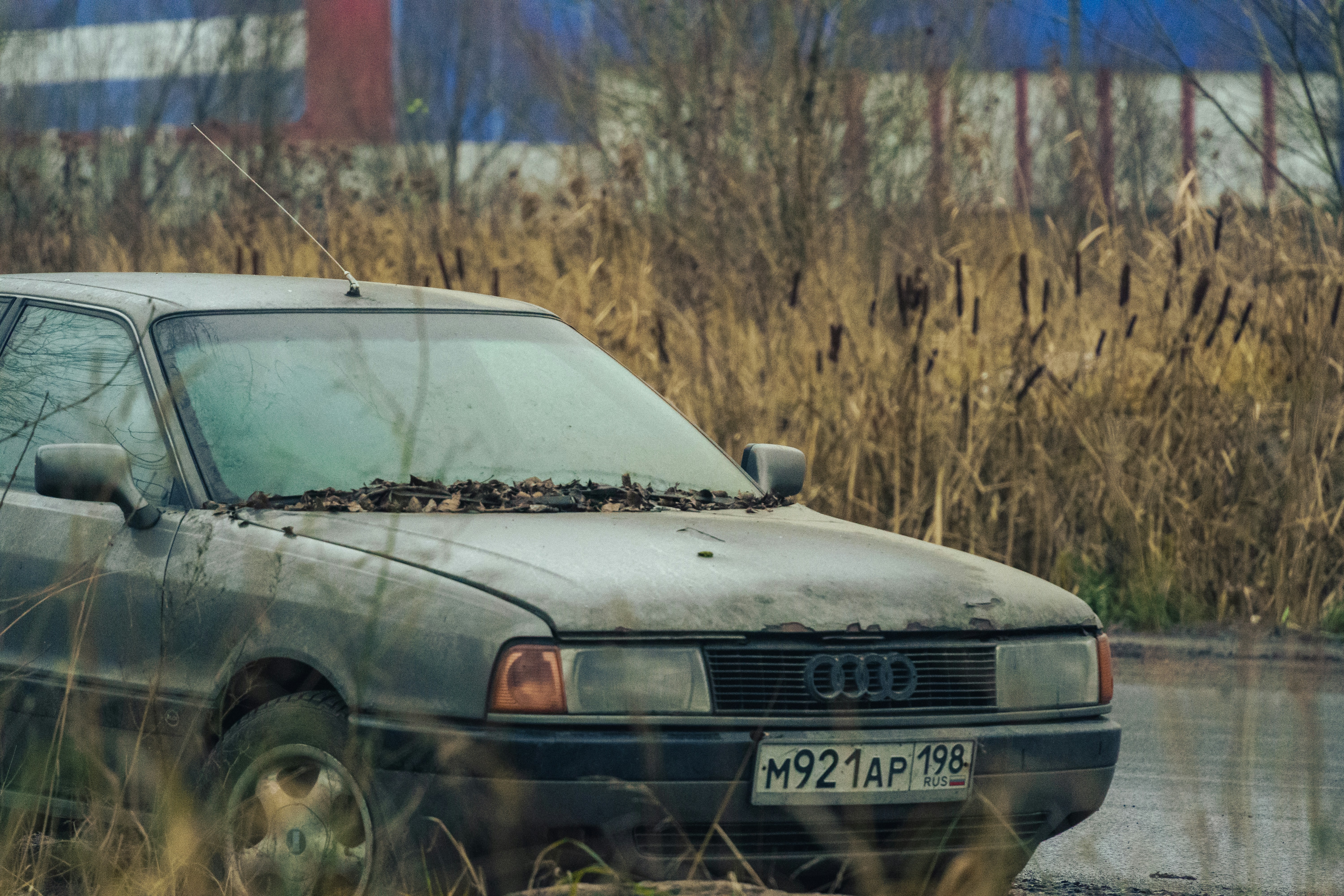 Layered Decay: An Old Audi Resting in Wet Field