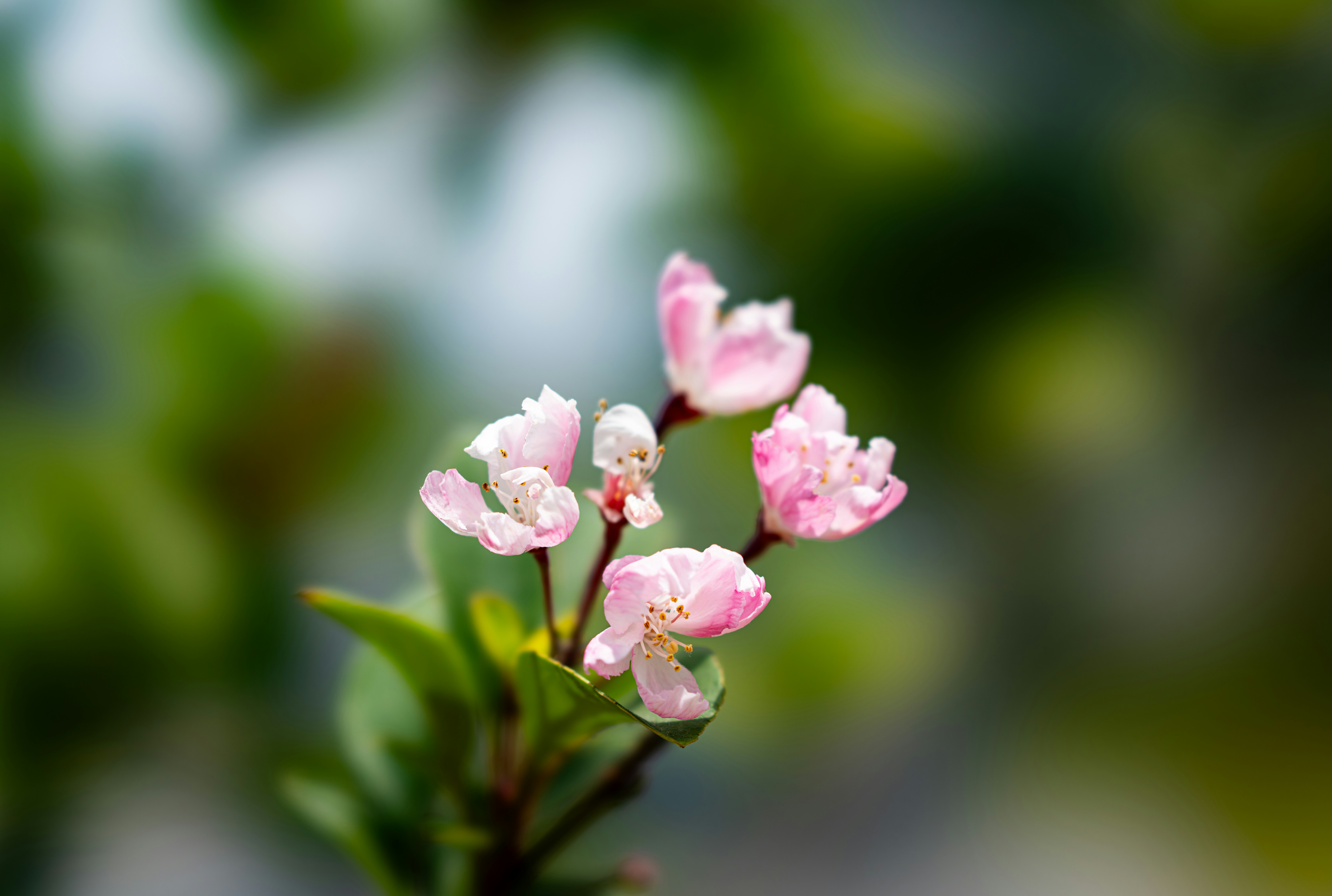 Blossom in a Soft Blur: Pale Pink Flowers on a Quiet Branch