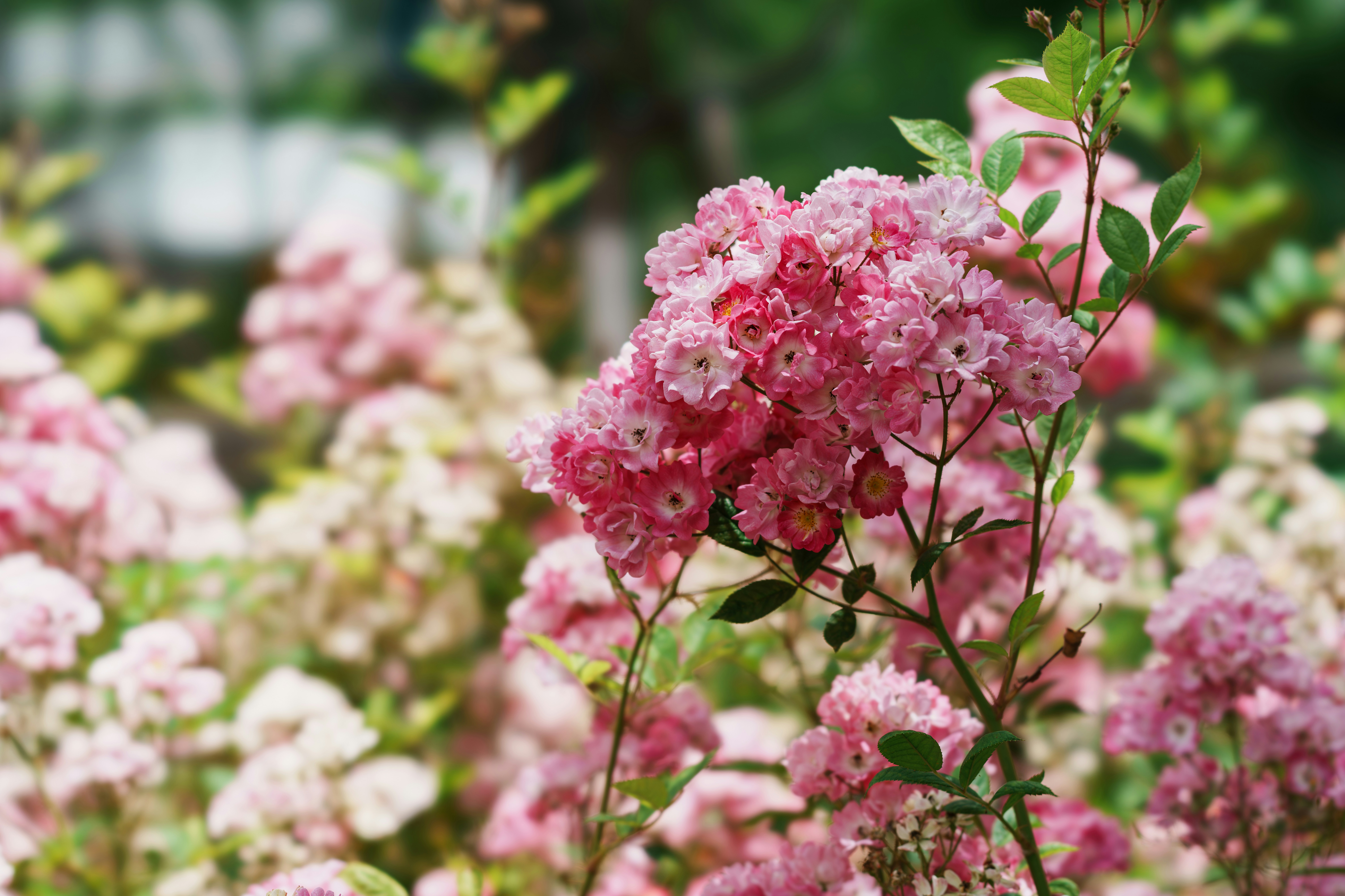 Soft Coral Bloom: A Cluster of Pink Hydrangeas in a Sunlit Garden