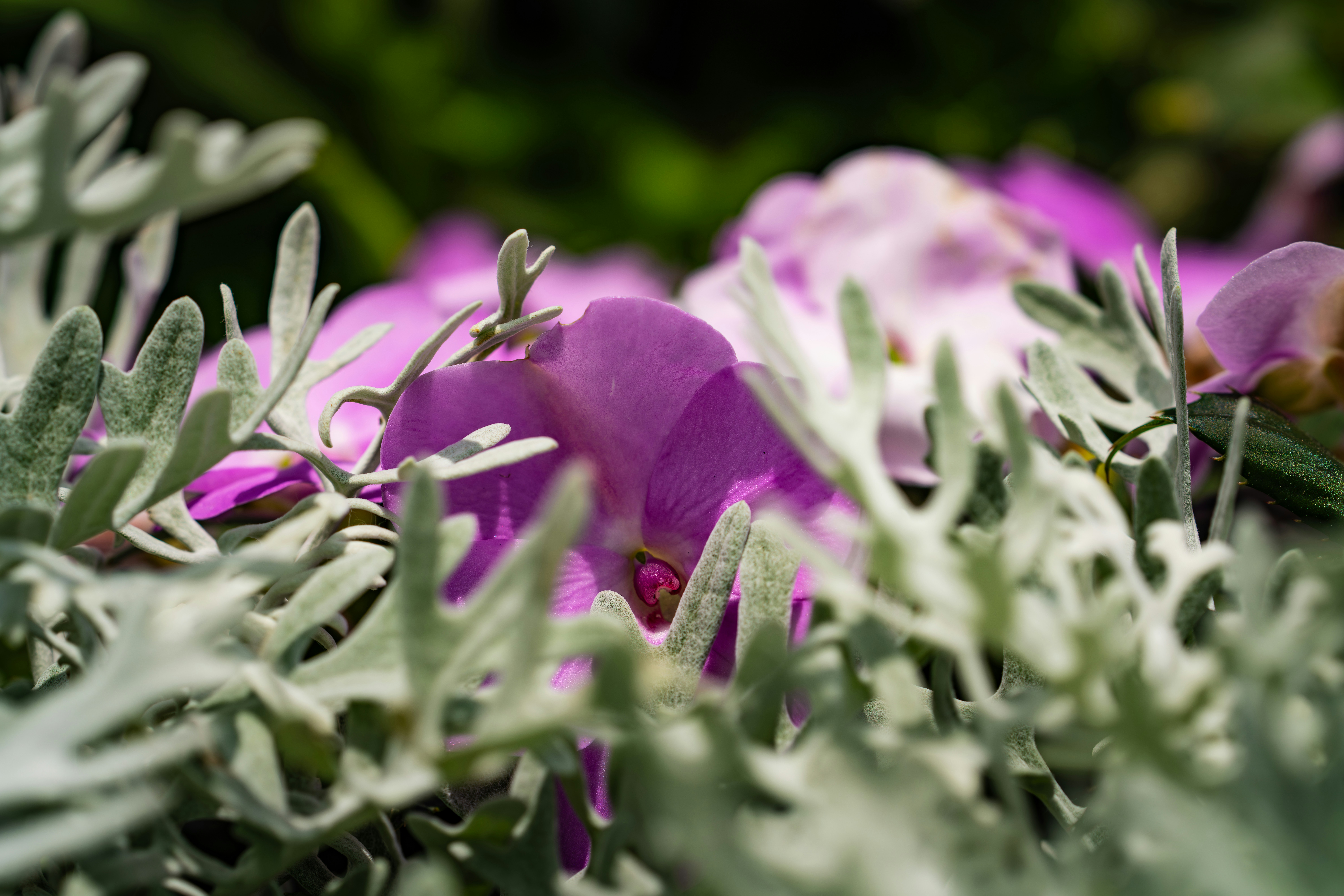 Purple Petals Amid Silver Foliage