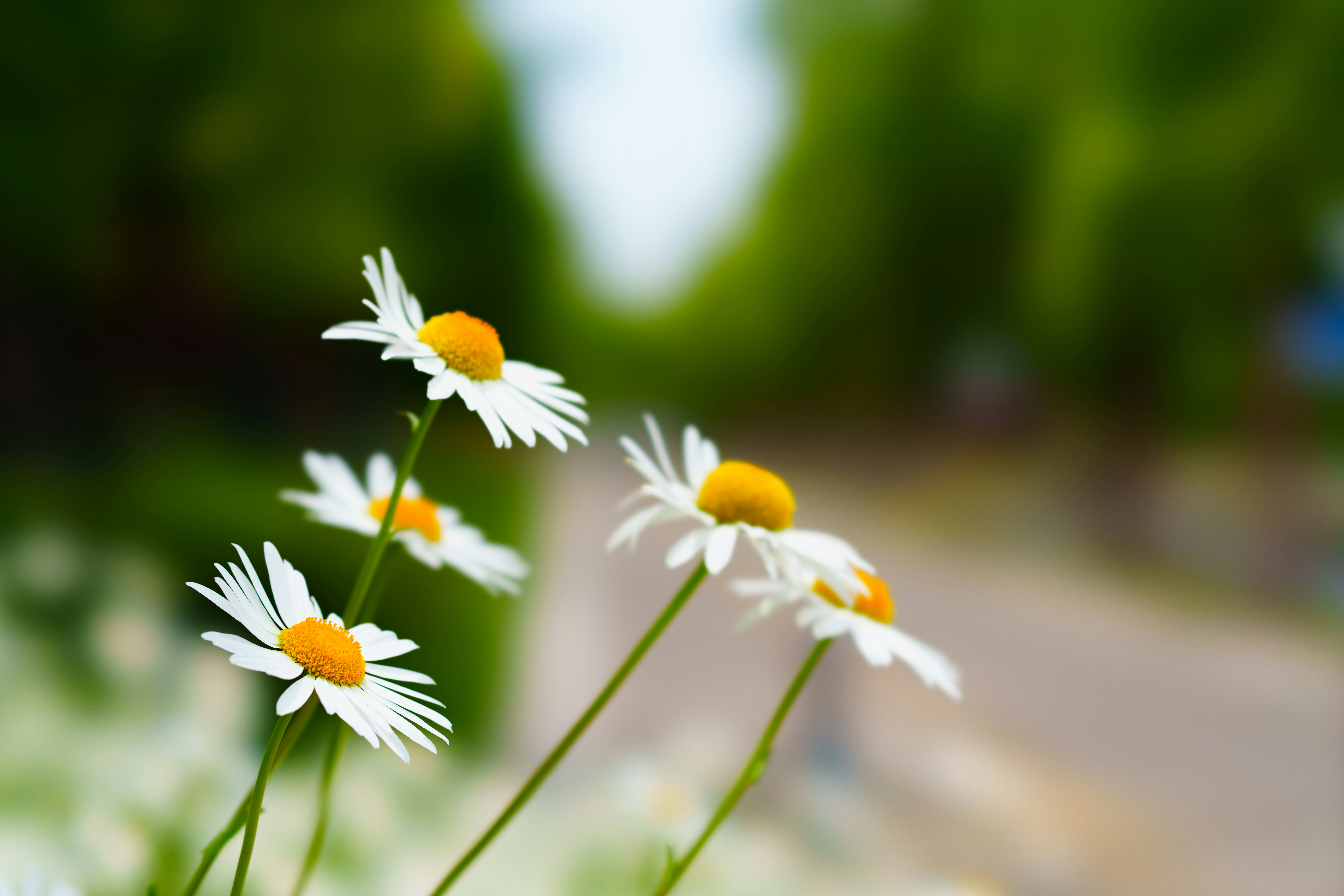 Daisy Crescendo: A Cluster of White Petals Against a Blurred Street Recess