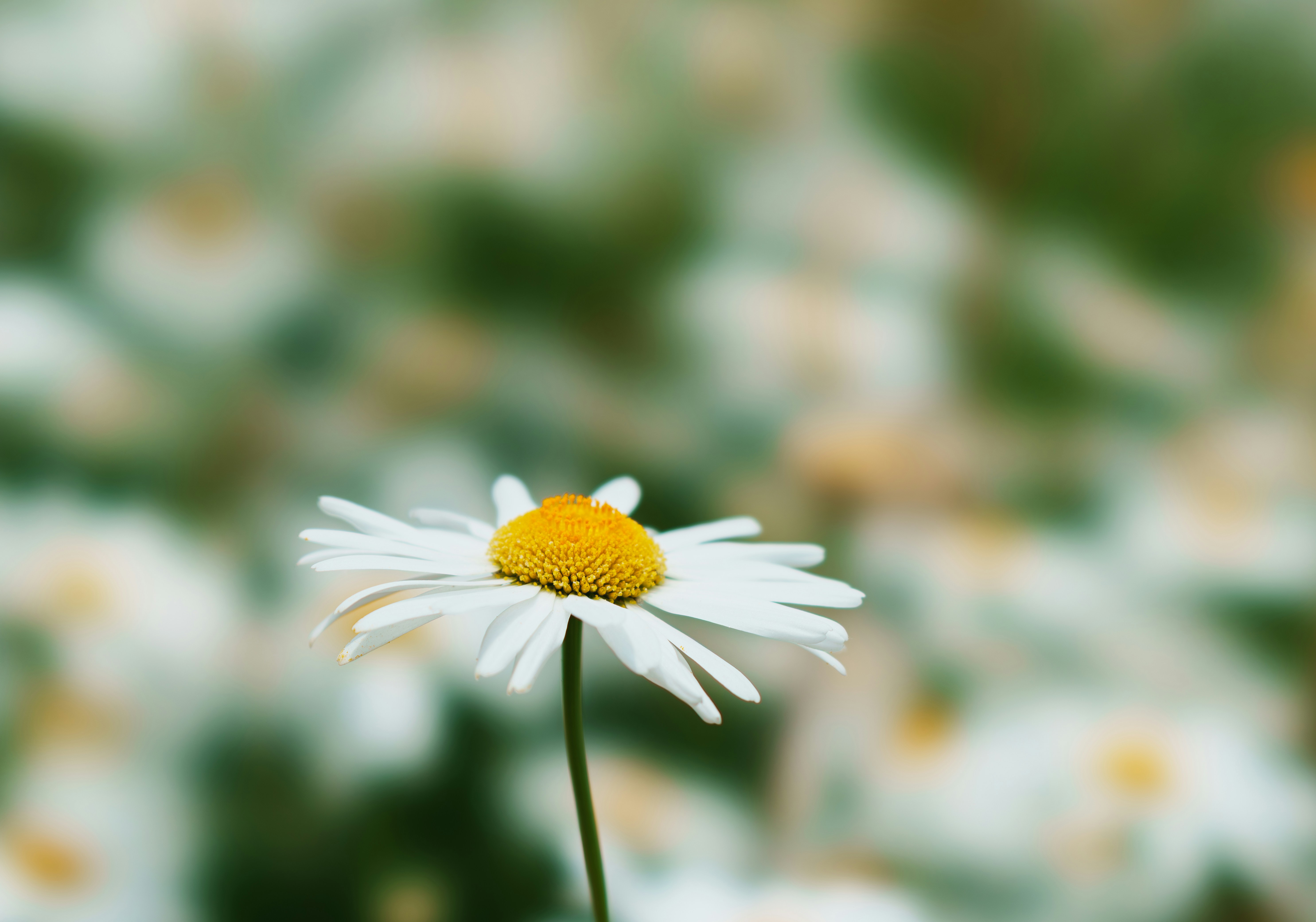 Daisy in Focus: A Lone Bloom Amid Soft Field Blur