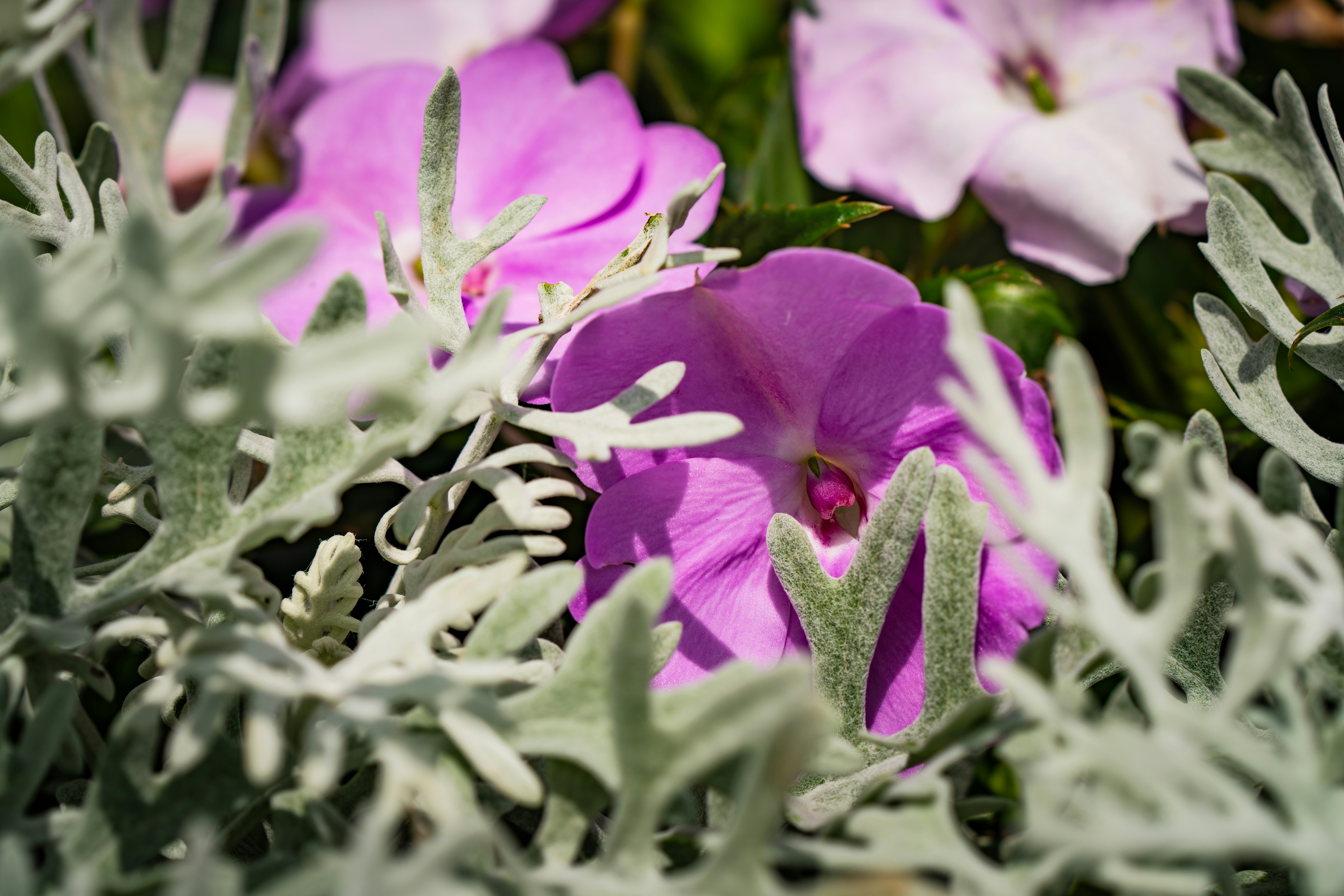 Pink Petals Amid Silver Foliage: a Quiet Burst of Color